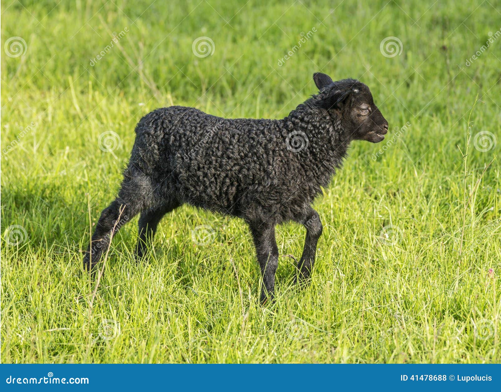 Agnello nero fotografia stock. Immagine di animale, ambiente - 41478688
