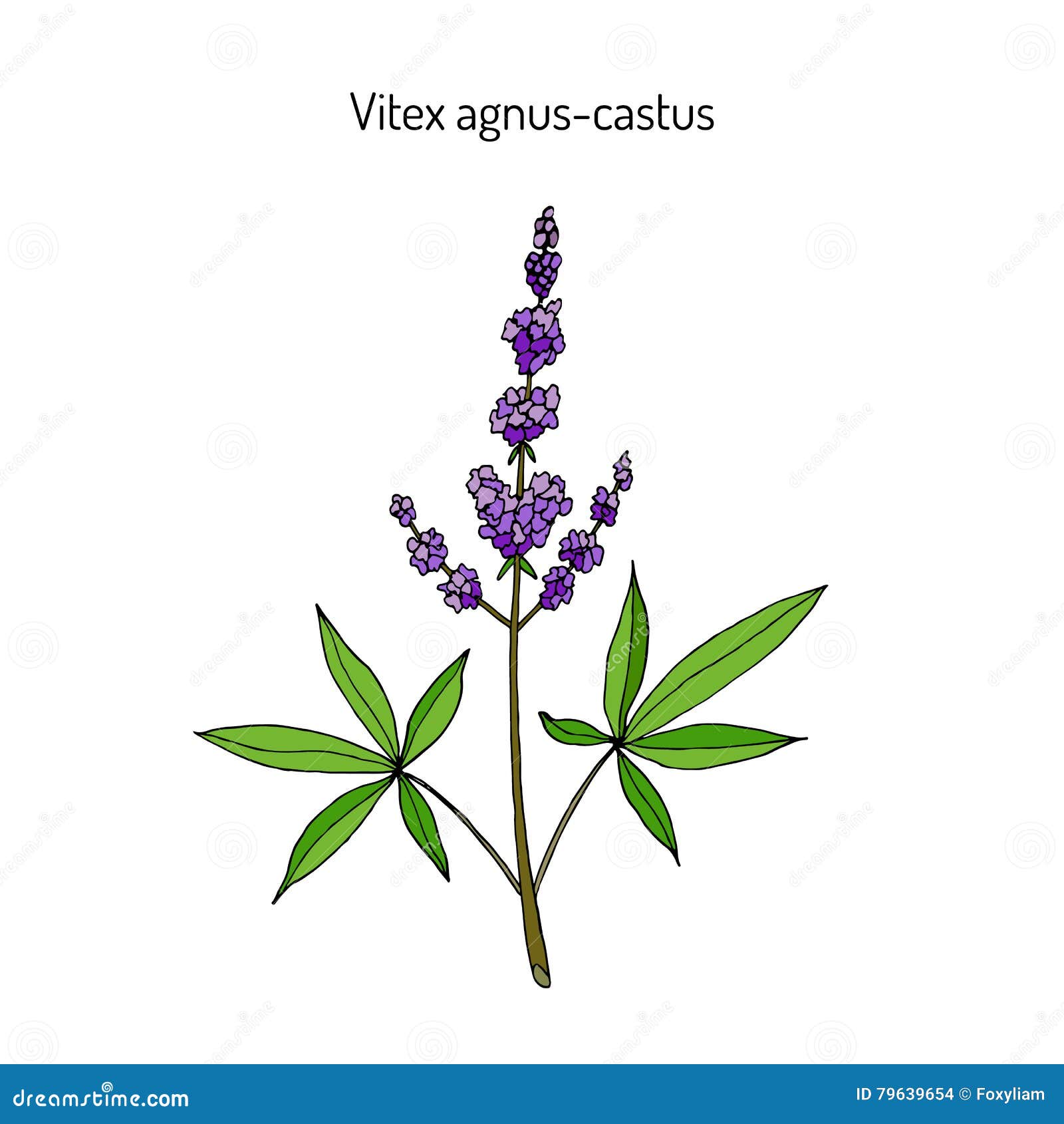 Agnus-castus de Vitex ilustración del vector. Ilustración de flor ...