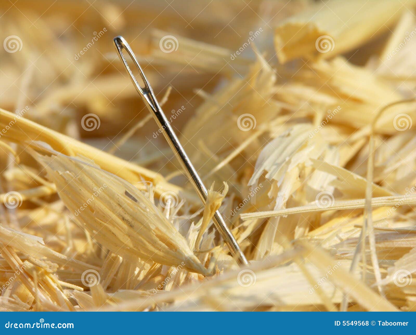 Ago in un mucchio di fieno fotografia stock. Immagine di cliché - 5549568