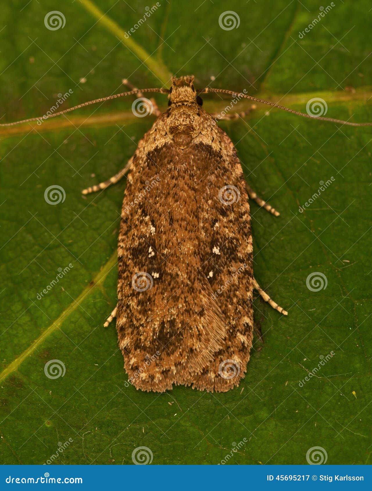 Agonopterix Heracliana Common Flat-body Stock Image - Image of copper ...