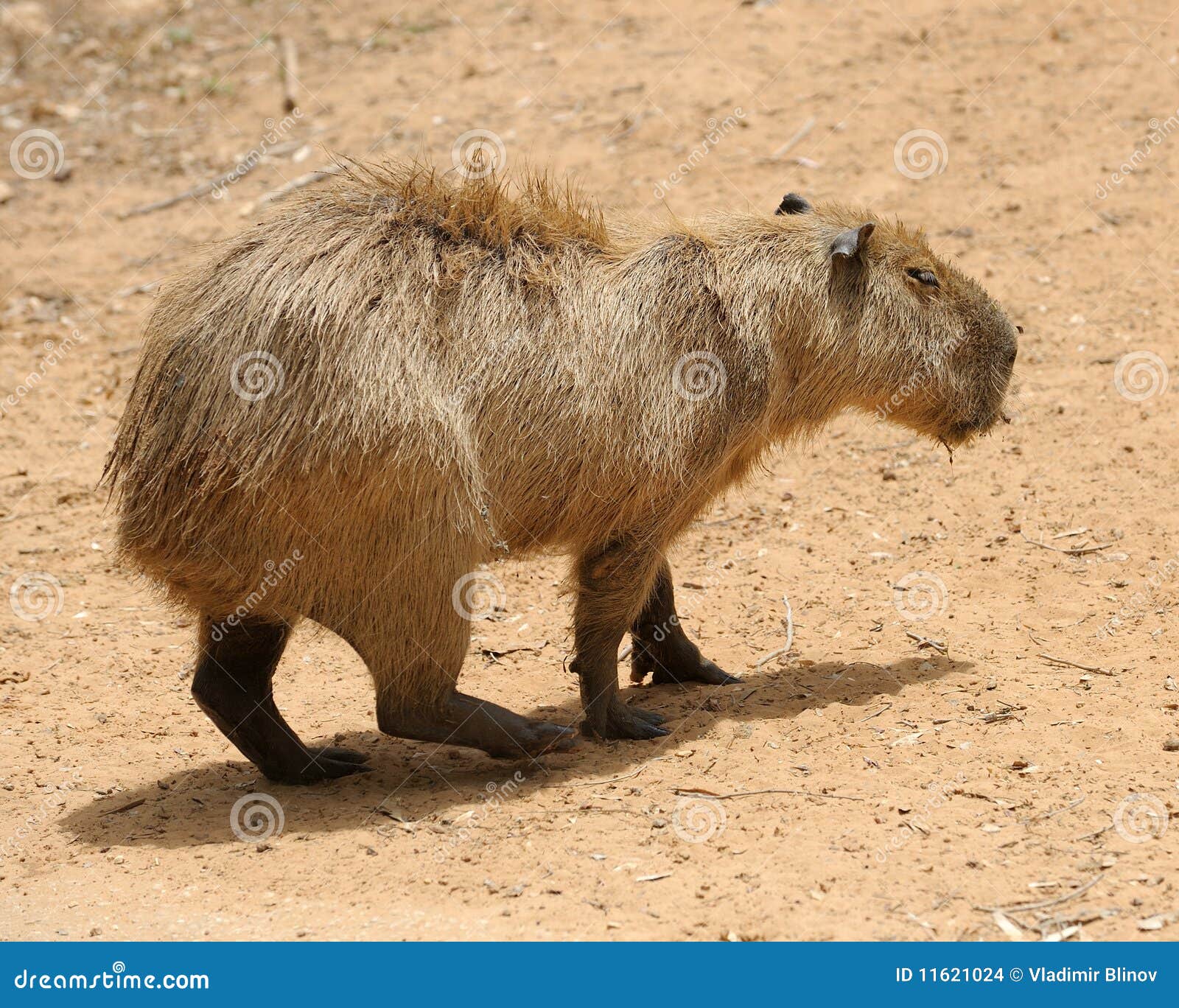 Agouti stock photo. Image of head, brown, mammals, rodent - 11621024