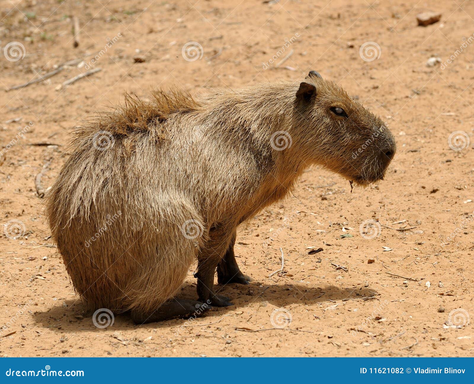 Agouti stock photo. Image of nature, dasyprocta, rodent - 11621082