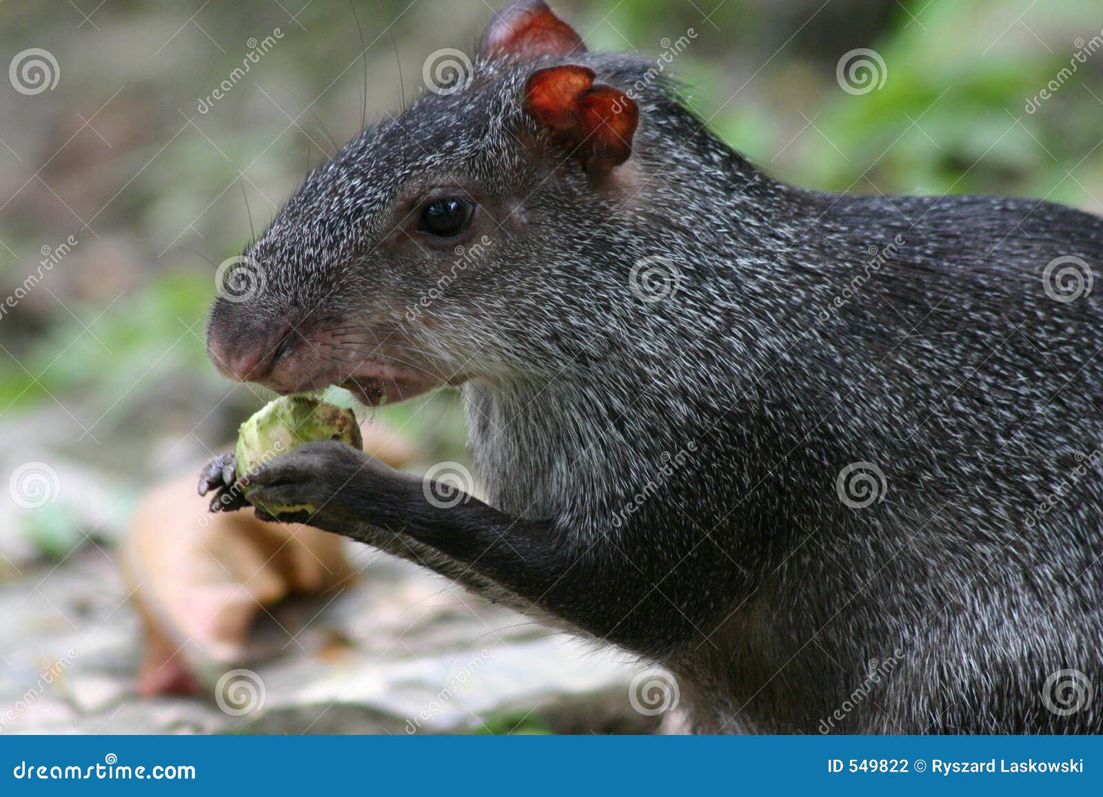 Agouti stock photo. Image of tropical, animals, ecuador - 549822
