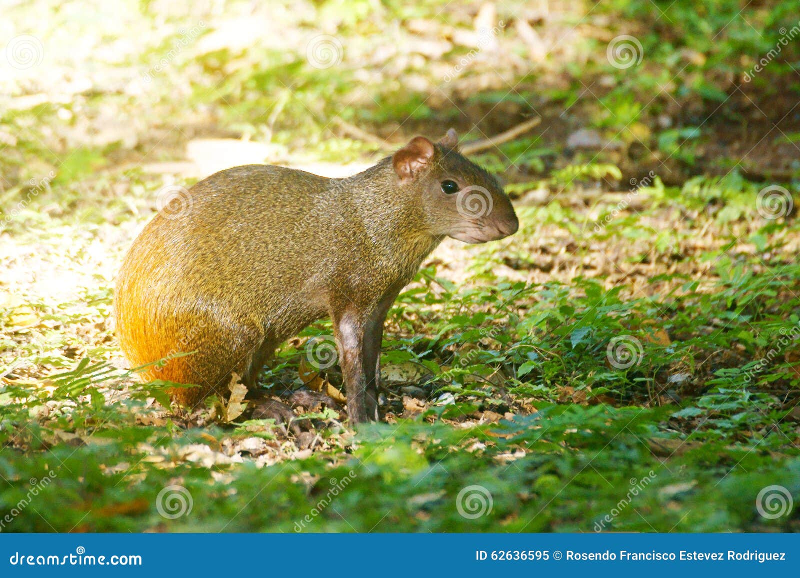 Agouti stock afbeelding. Image of venezuela, soort, sony - 62636595