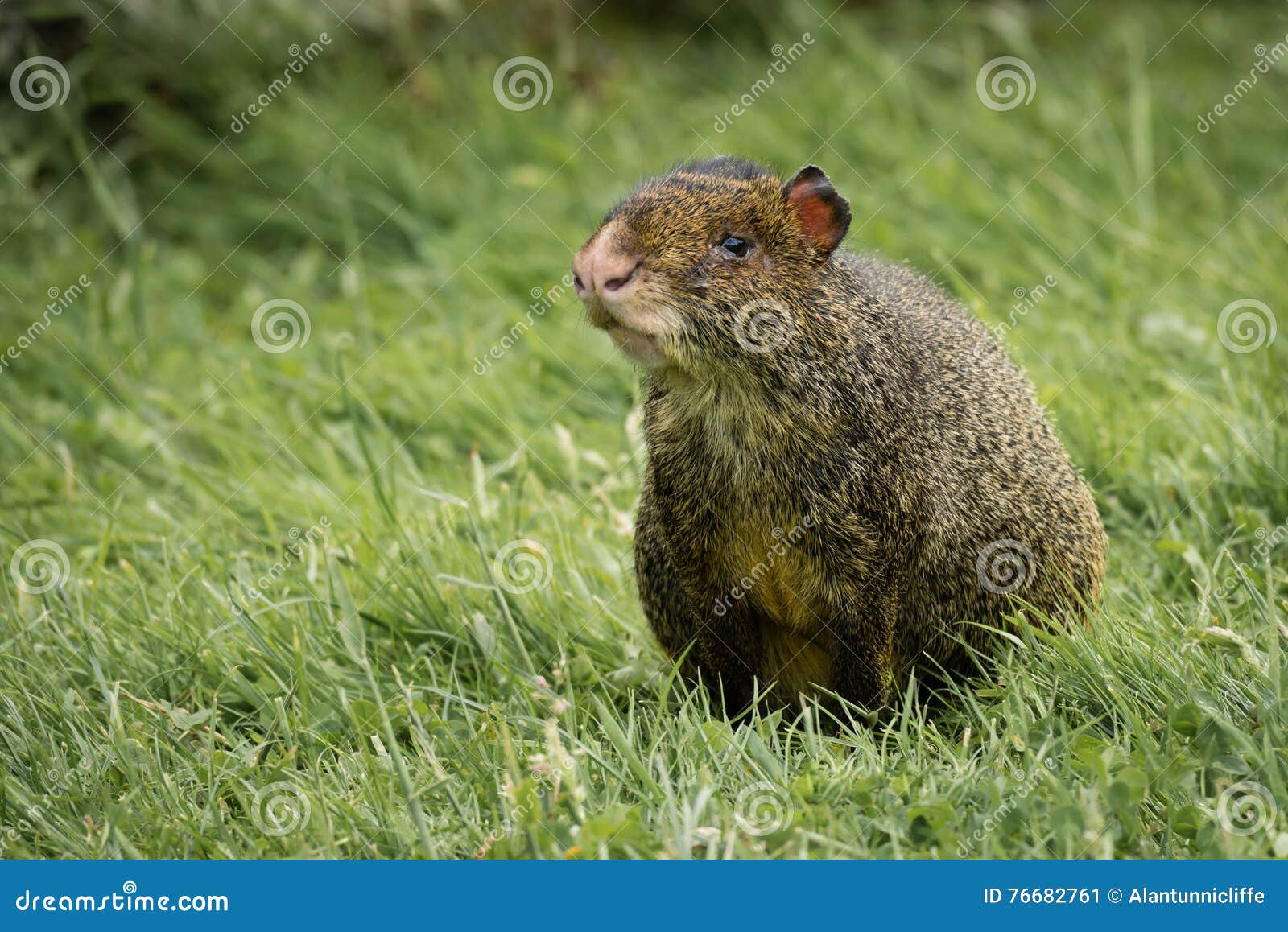 Agouti image stock. Image du tropical, faune, rongeur - 76682761