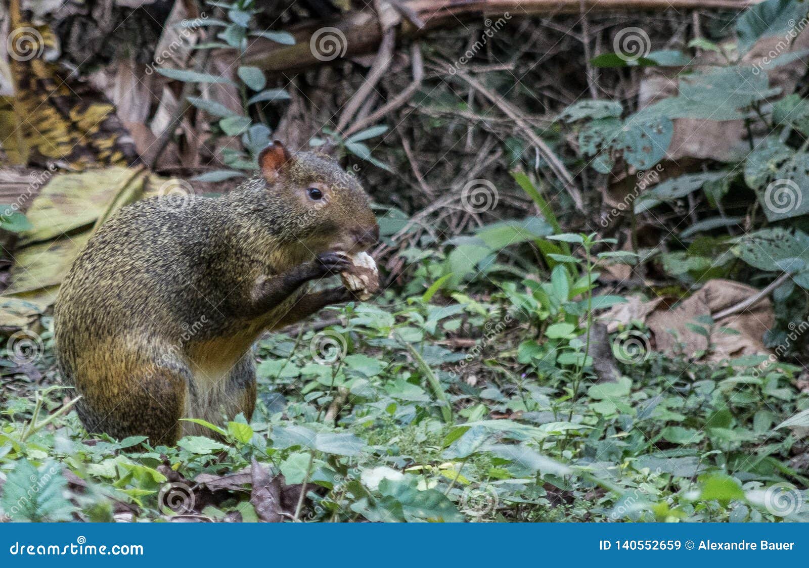 Agouti stock image. Image of forest, wild, brazilian - 140552659