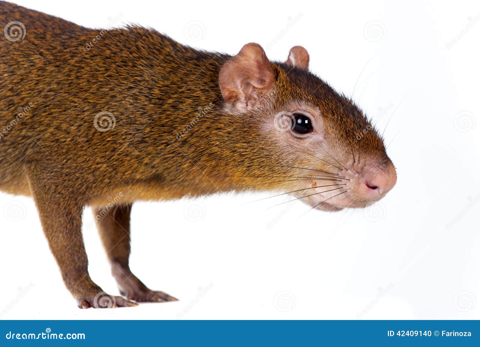 Agouti Centroamericano En Blanco Foto de archivo - Imagen de america ...