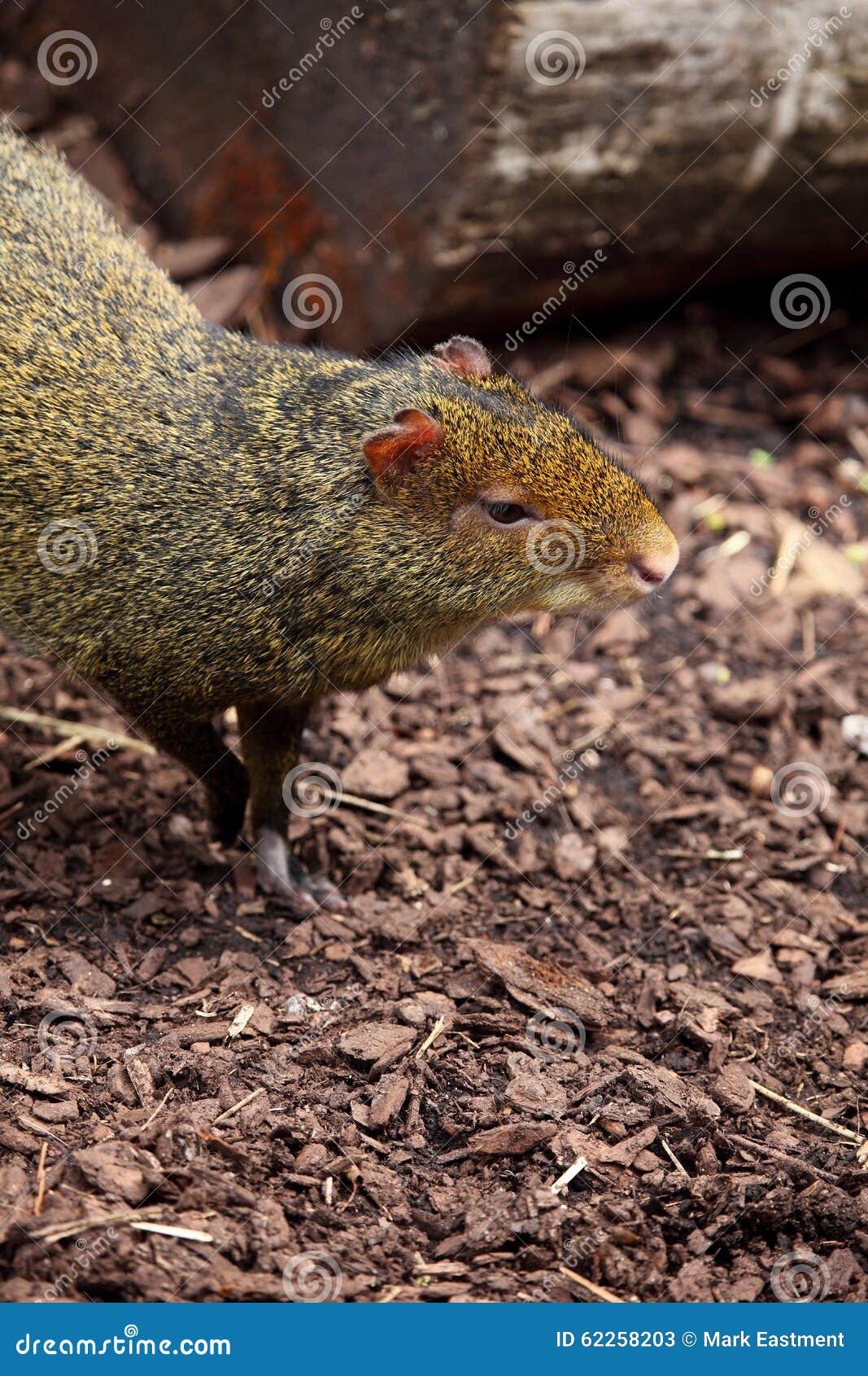 Agouti stock image. Image of cute, animals, common, wildlife - 62258203
