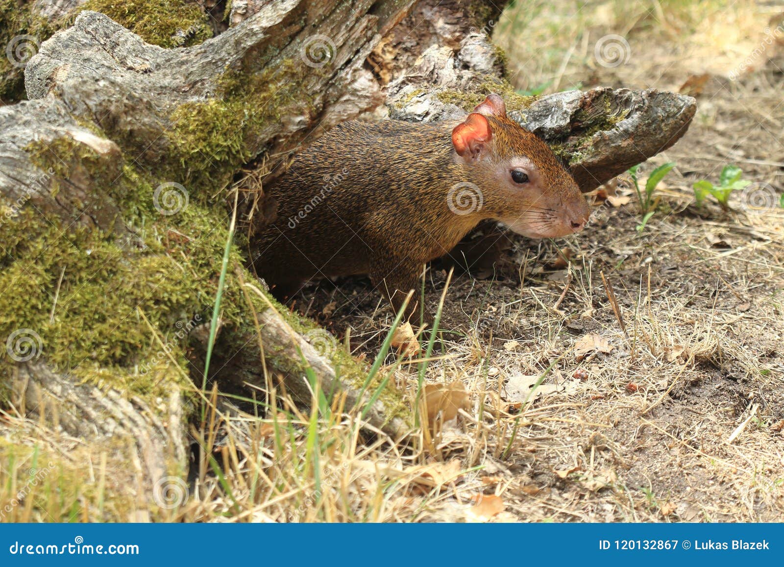 Agouti d'Azara image stock. Image du nature, mammifère - 120132867