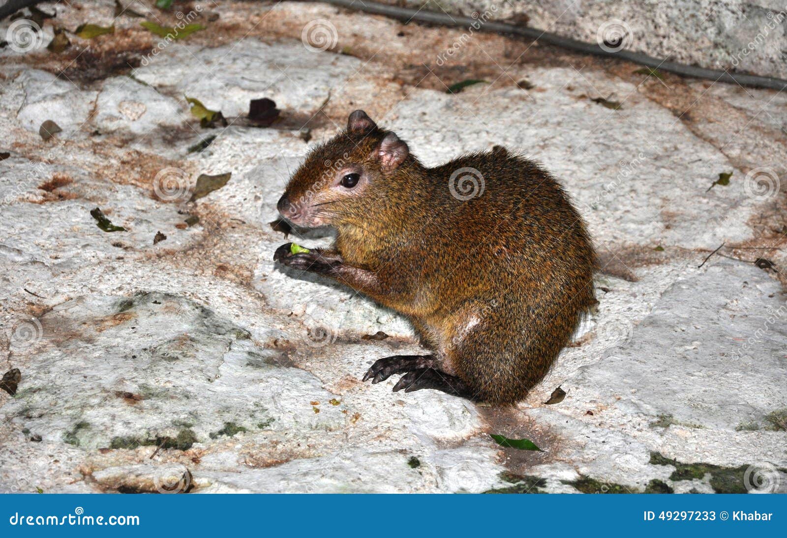 Agouti. stock image. Image of wildlife, wild, shiny, nature - 49297233