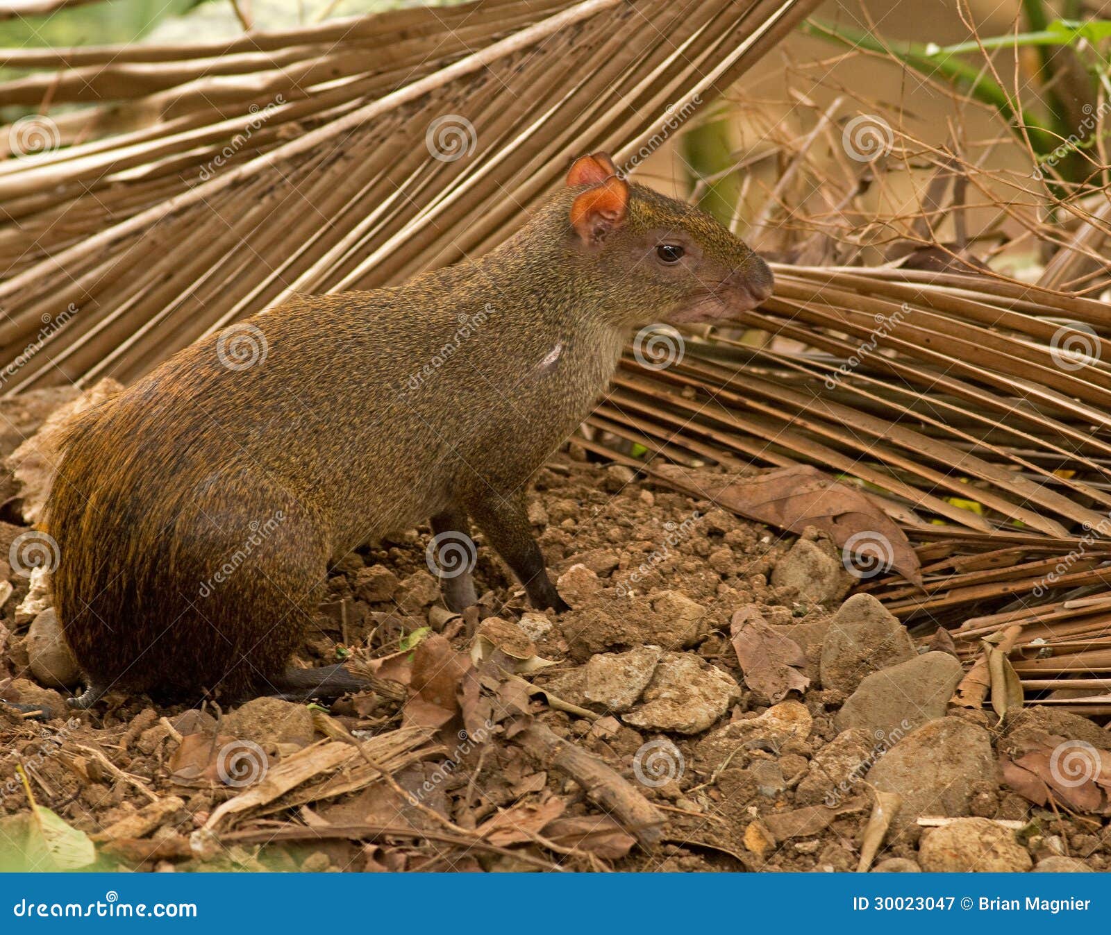 Agouti stock image. Image of rodent, dirt, jungle, rocks - 30023047