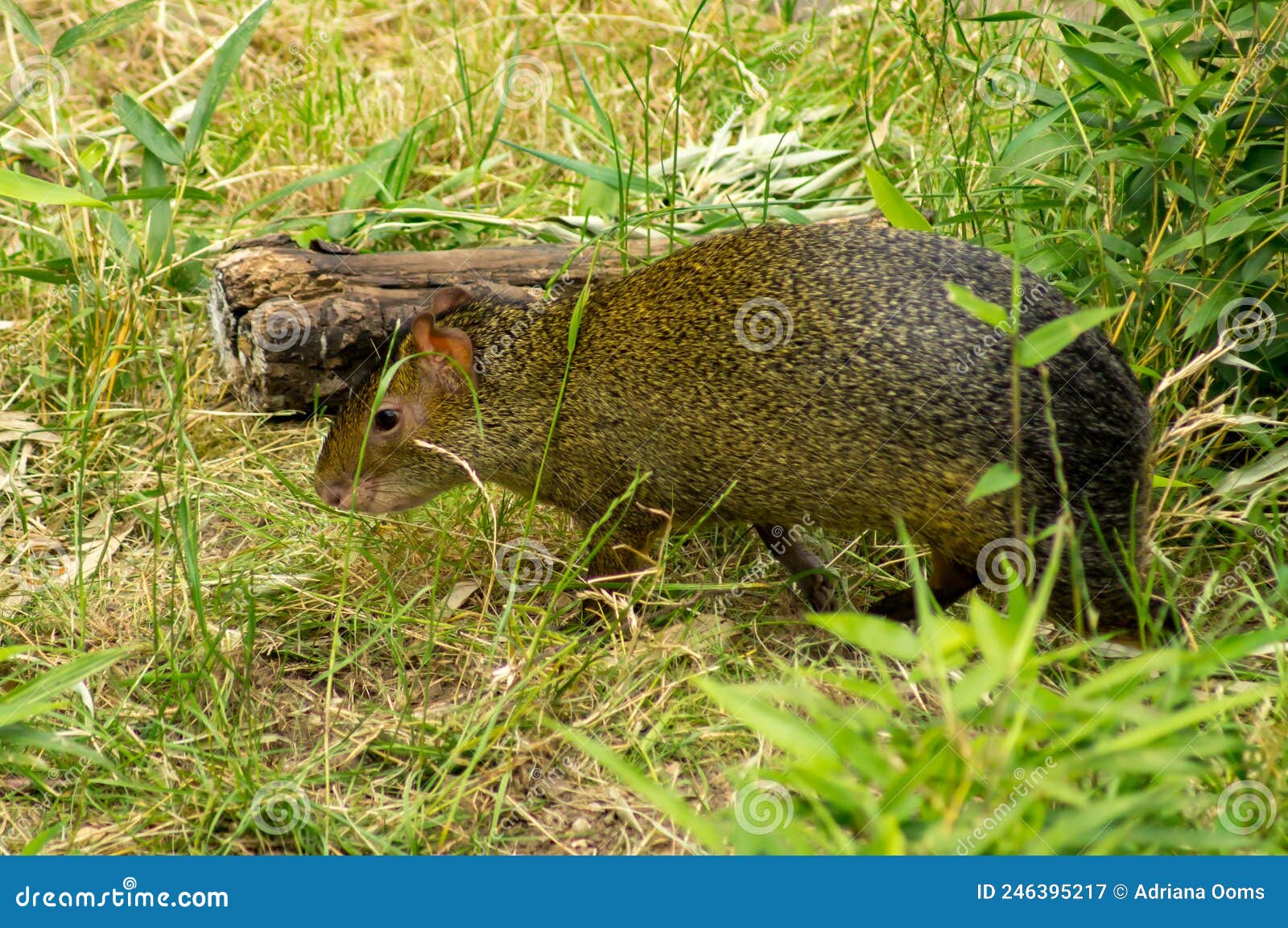 Agouti stock image. Image of common, mammal, wild, life - 246395217