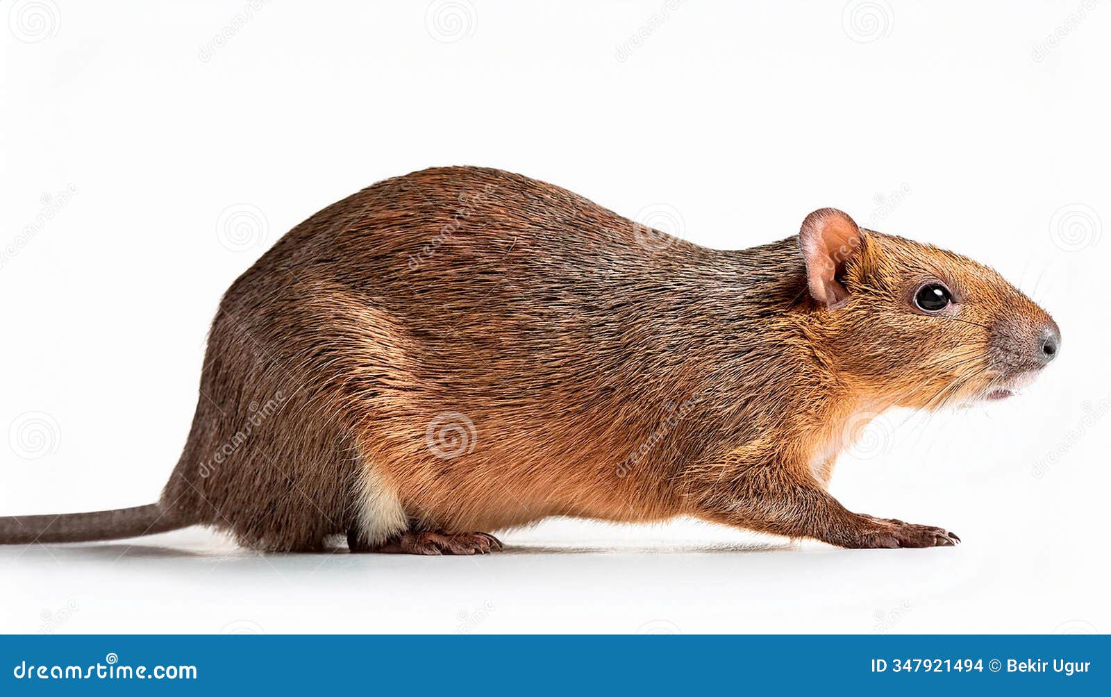 Agouti, Isolated on a White Background Stock Illustration ...