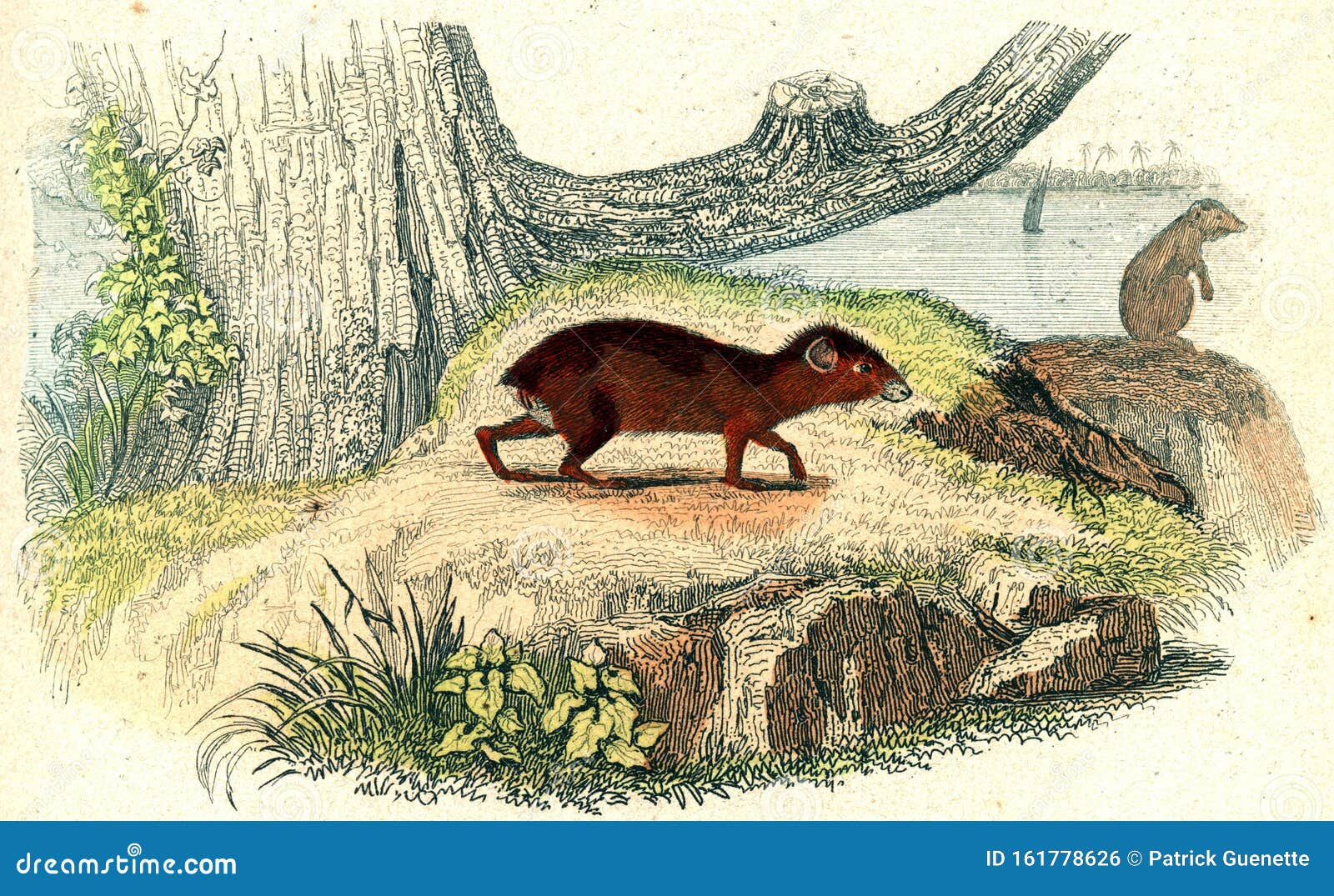 The Agouti, Vintage Engraving Stock Illustration - Illustration of ...