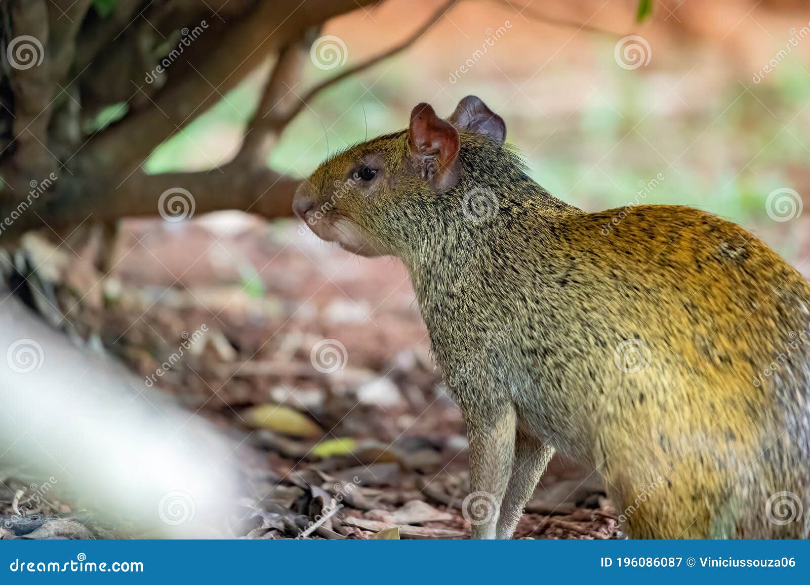 Agoutis stock image. Image of natural, mammal, animals - 196086087