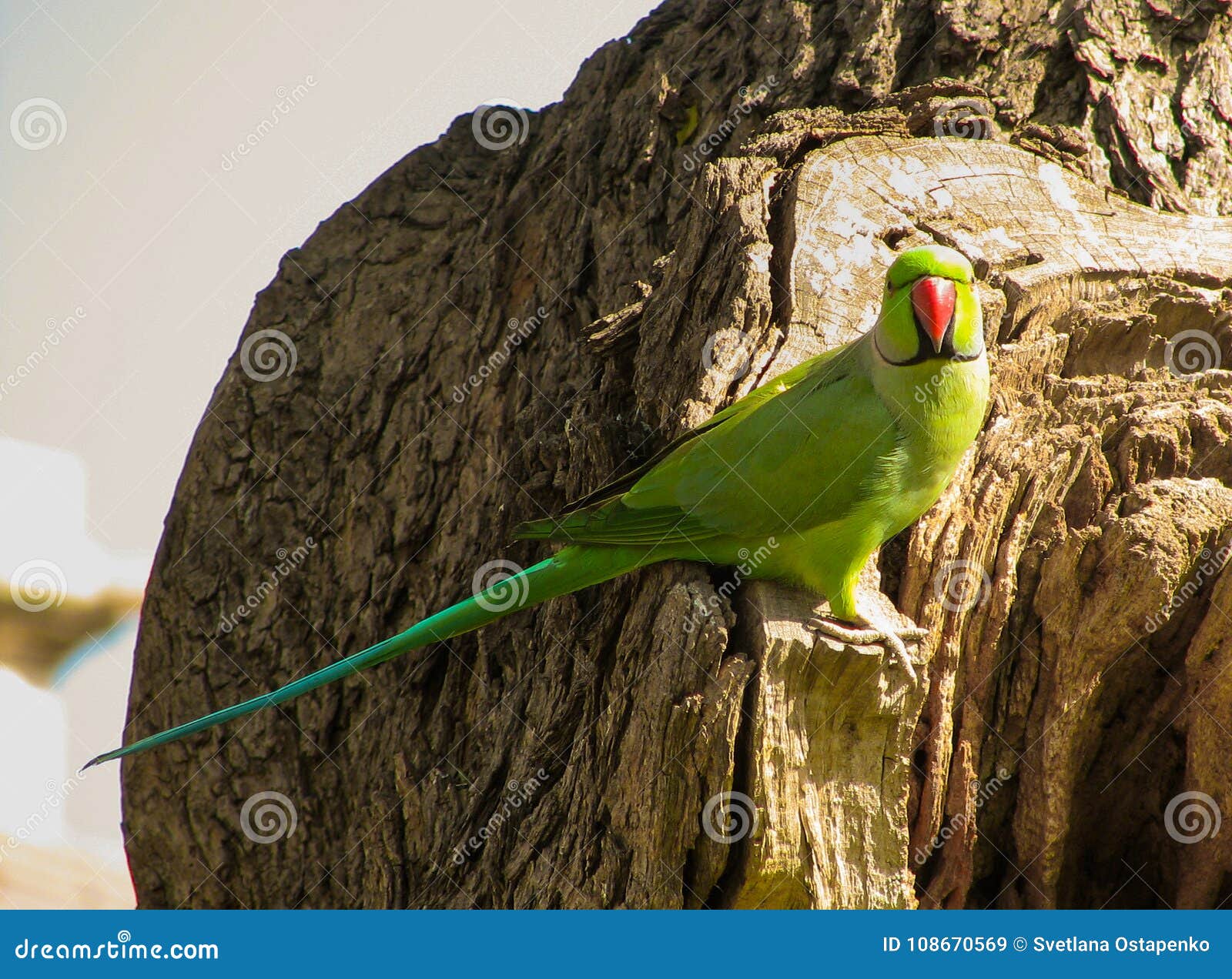 A Green Parrot with a Red Beak Sits on a Tree Trunk Stock Image - Image ...