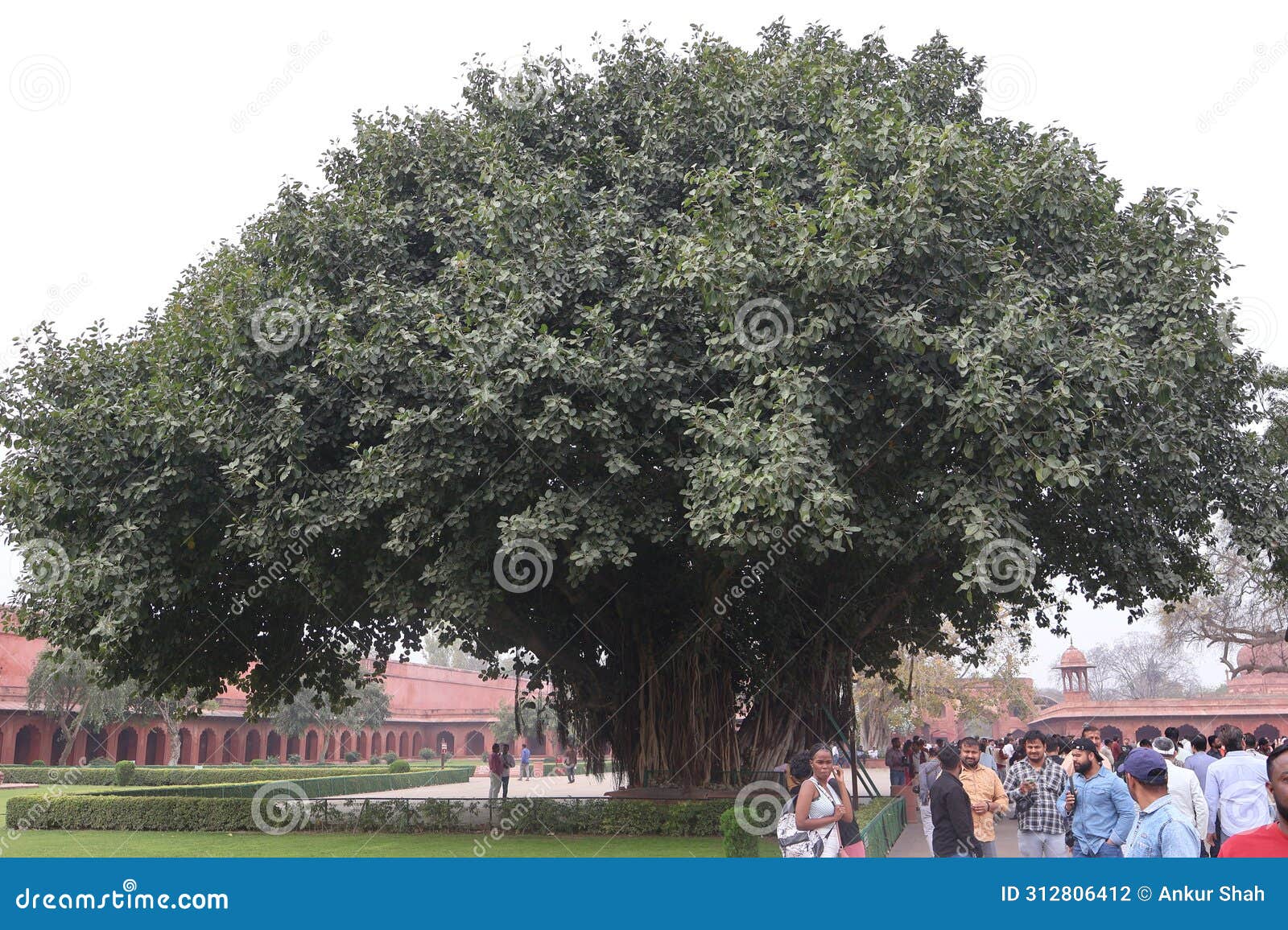 Agra, India - 16 March 2024 -Random People in Front of Banyan Tree ...