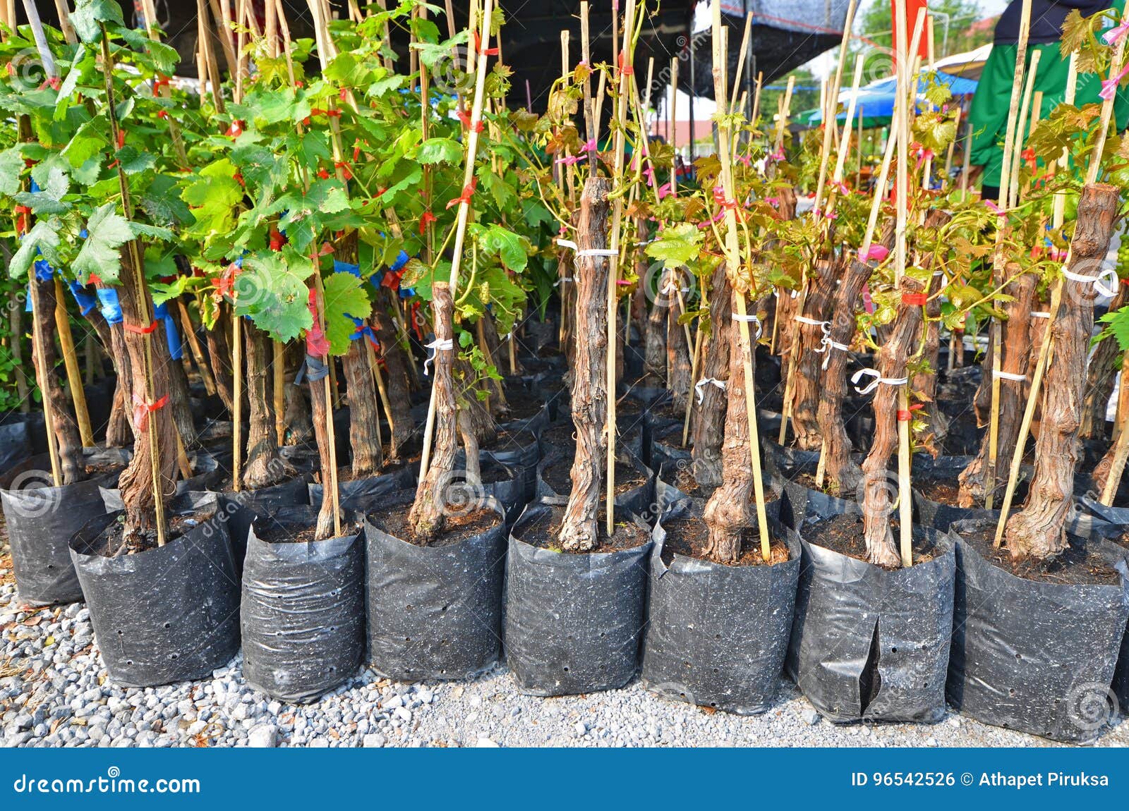 AGrape Stumps in Black Plastic Bags Stock Photo - Image of branch ...