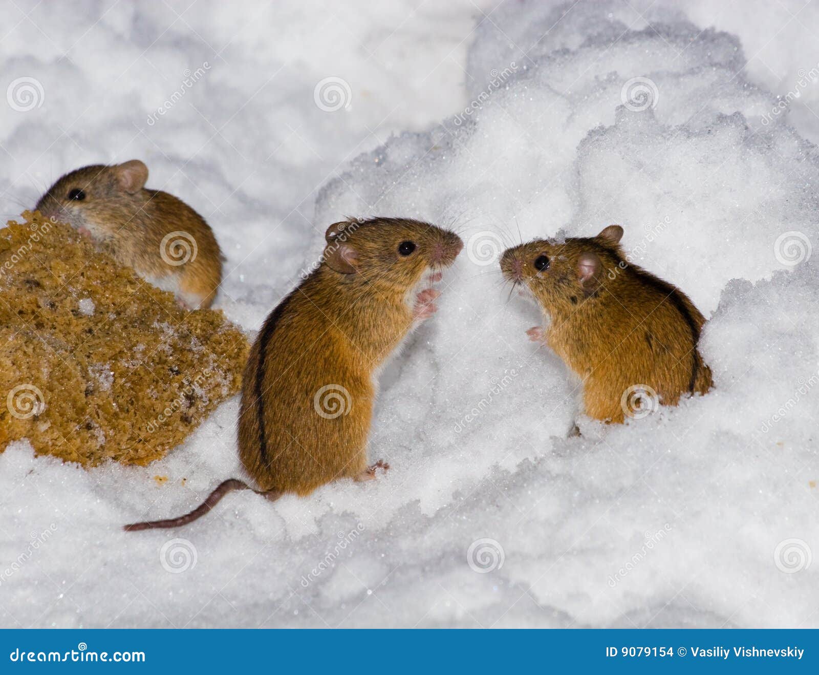 Agrarius Do Apodemus, Rato De Campo Listrado Foto de Stock - Imagem de ...