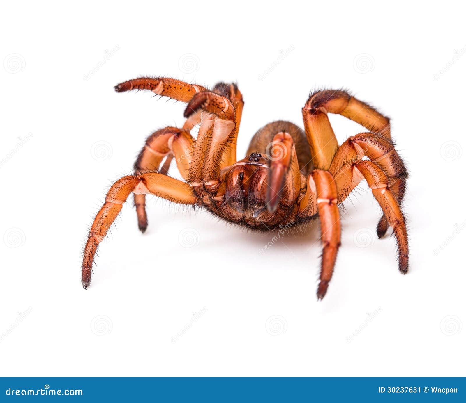 Agressieve valdeurspin stock afbeelding. Image of geïsoleerd - 30237631