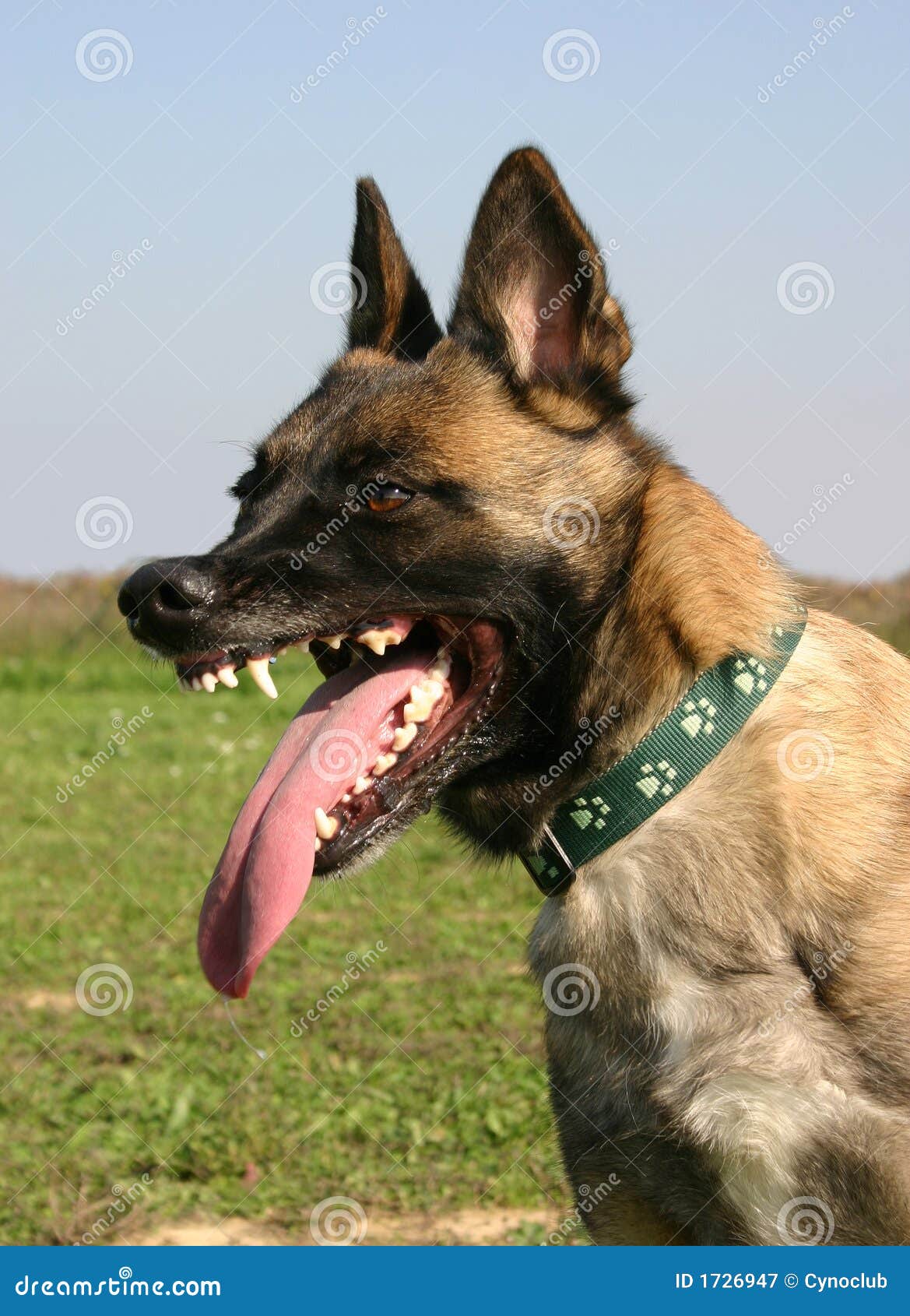 Agressive Belgian Shepherd 4 Stock Image - Image of look, nose: 1726947