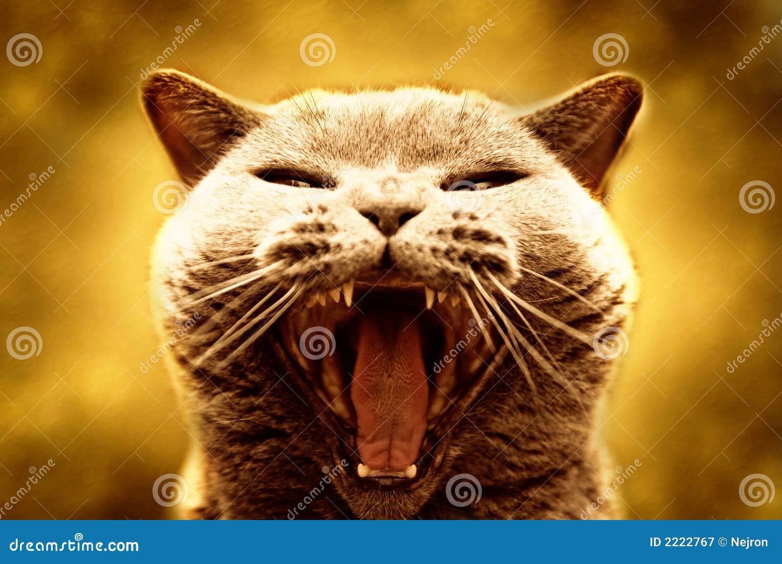 Agressive cat stock image. Image of pets, roar, abstract - 2222767