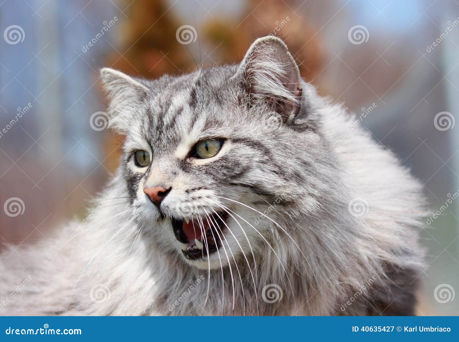 Agressive cat stock image. Image of face, mammal, spring - 40635427