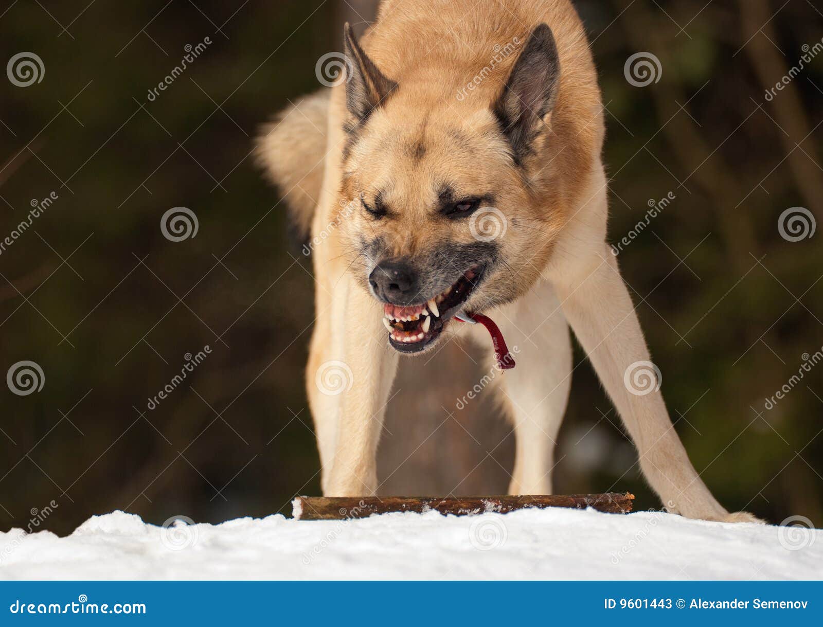 Agressive dog stock image. Image of protection, hair, conflict - 9601443