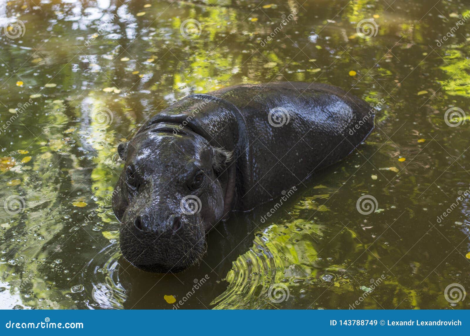 Agressive Hippopotamus in the Pool Stock Image - Image of close, color ...