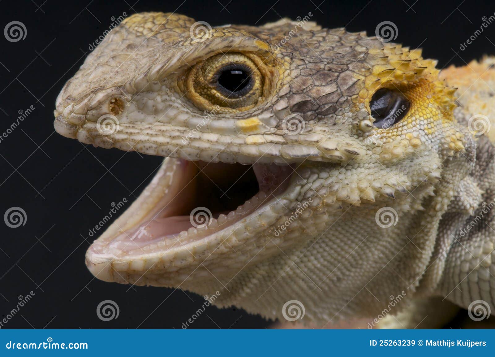 Agressive lizard stock image. Image of wildlife, africa - 25263239