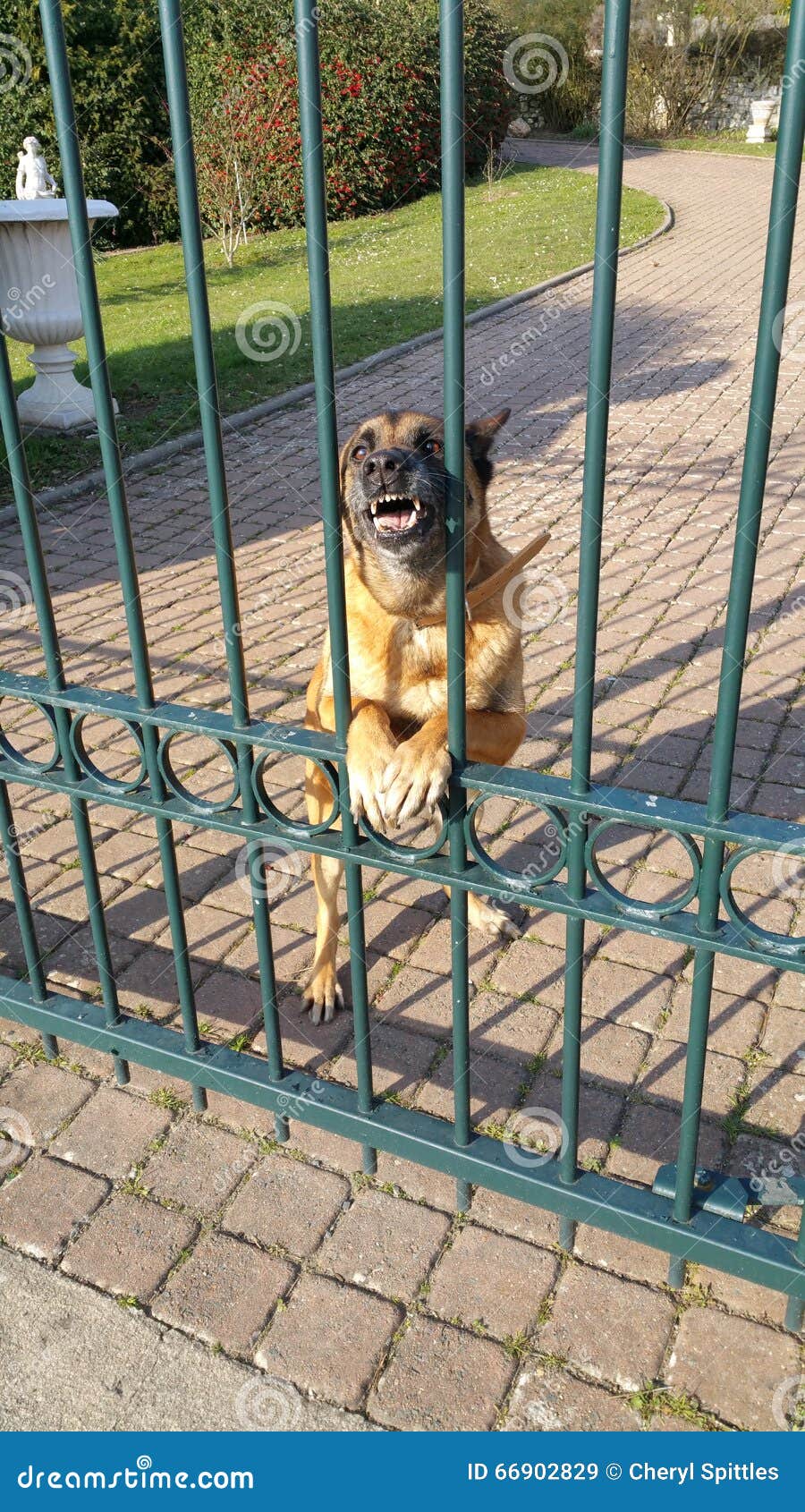 Snarling Agressive Looking Dog Barring Entrance Stock Image - Image of ...