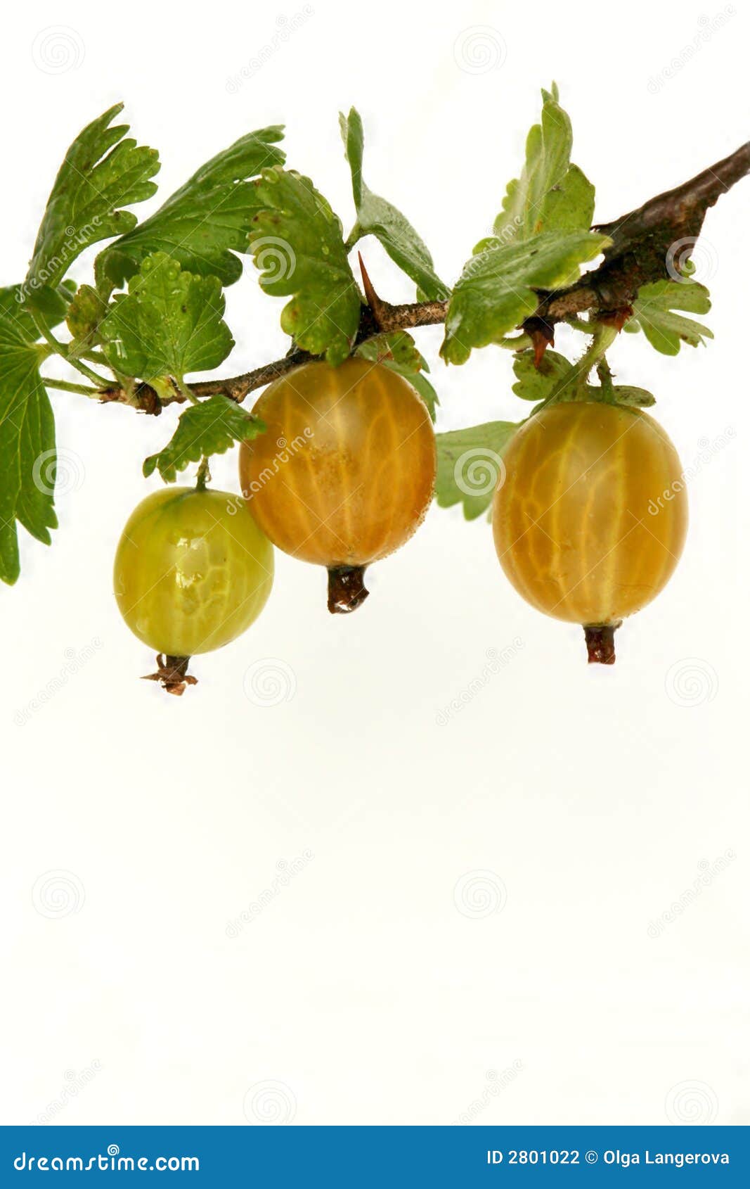 Agrest zdjęcie stock. Obraz złożonej z dietetyczka, owoc - 2801022