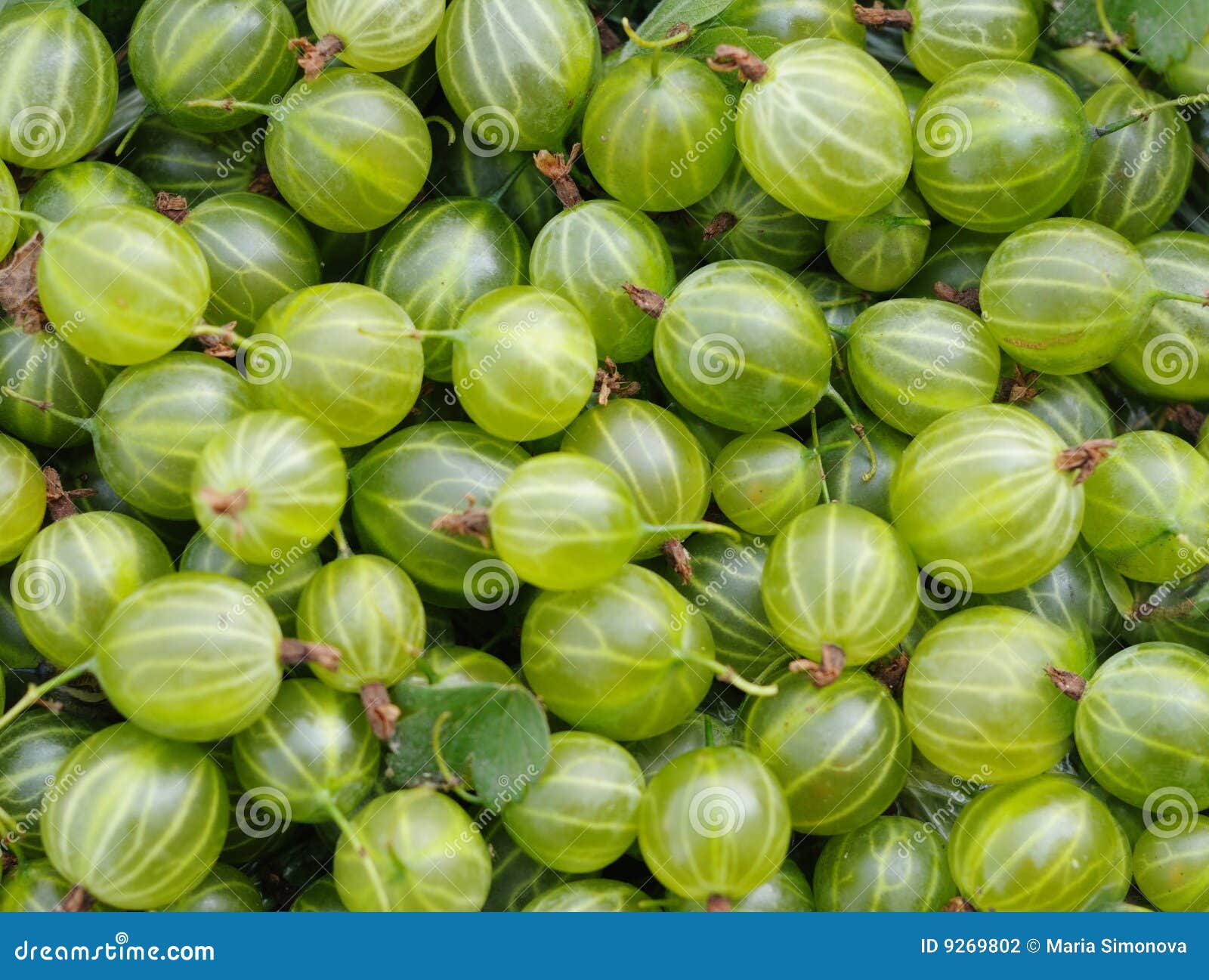 Agrest zdjęcie stock. Obraz złożonej z jagoda, odżywki - 9269802