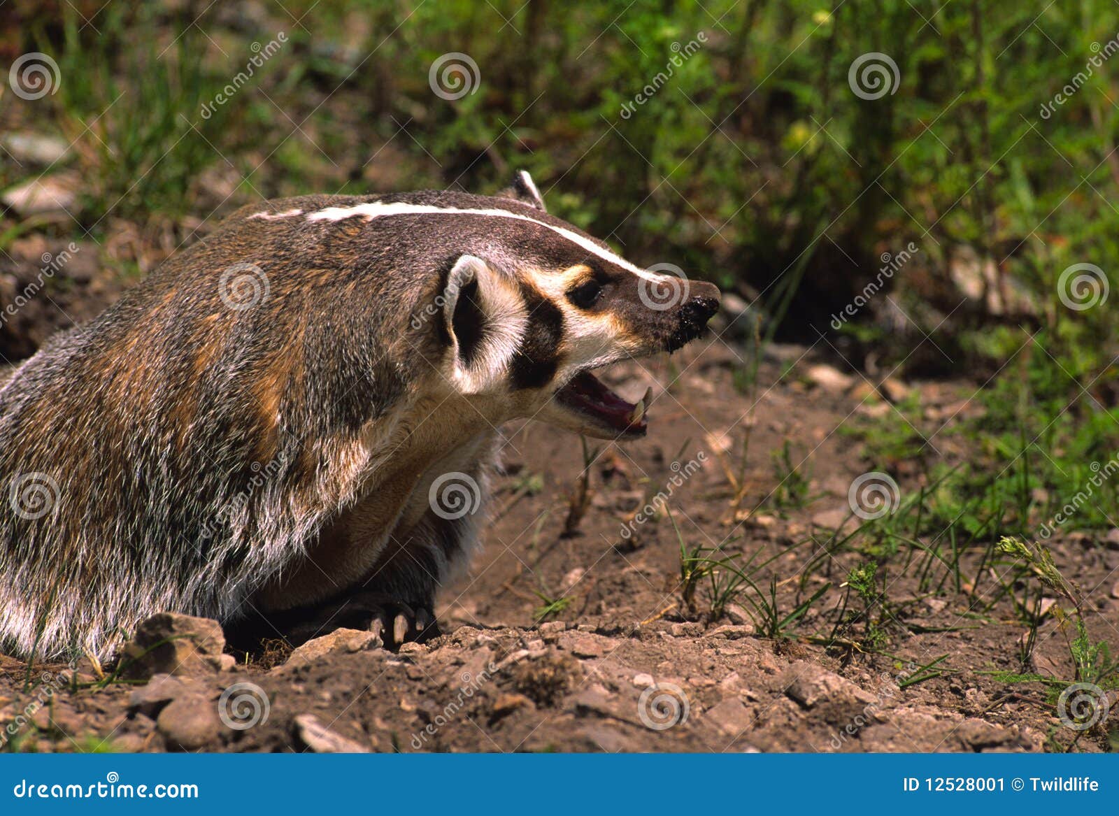Agresywny borsuk obraz stock. Obraz złożonej z trawy - 12528001