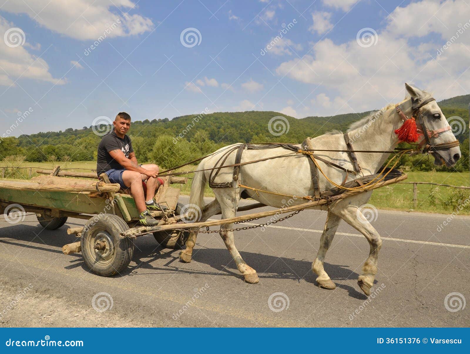 Agricoltore Che Guida Un Carretto Fotografia Editoriale - Immagine di ...