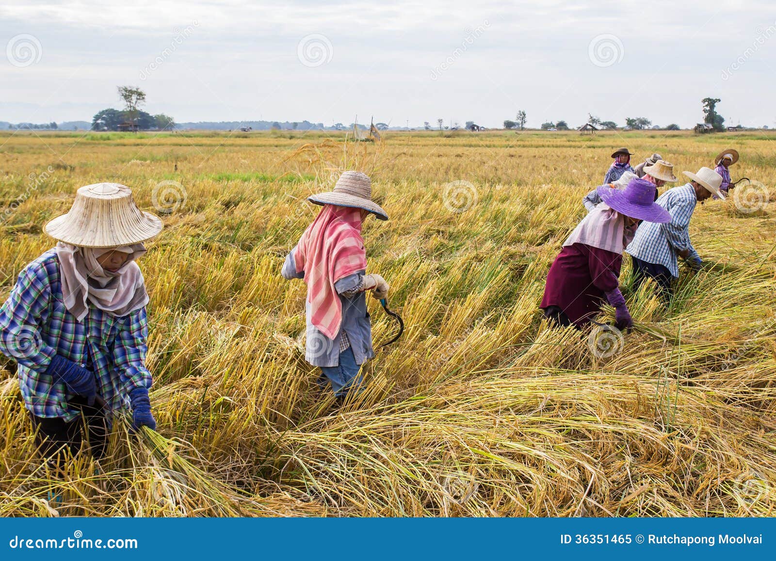Agricoltore Che Raccoglie Dal Giacimento Del Riso Immagine Editoriale ...