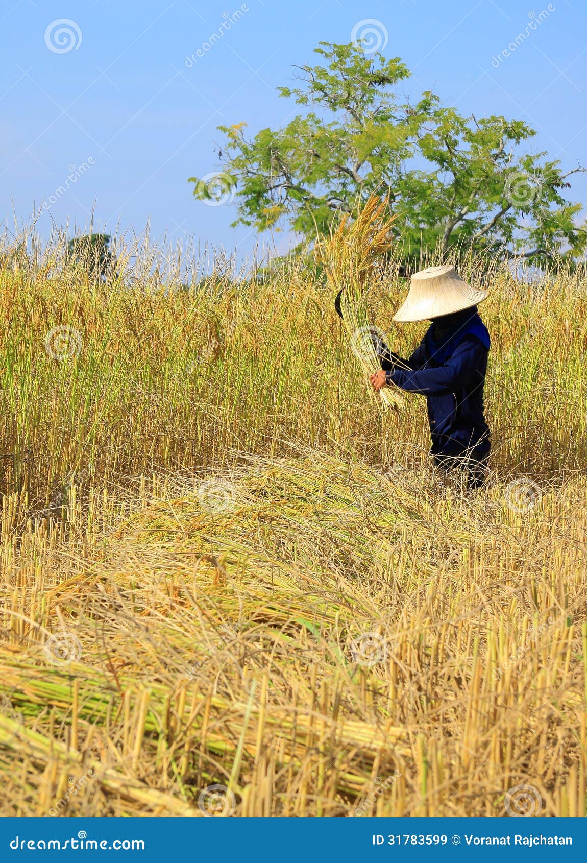 Agricoltore Che Raccoglie Riso Immagine Stock - Immagine di pianta ...