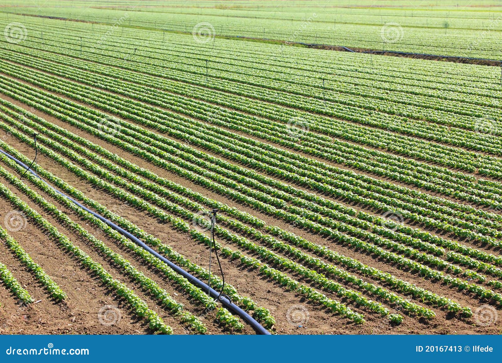 Agricoltura, Campo Coltivato Fotografie Stock - Immagine: 20167413