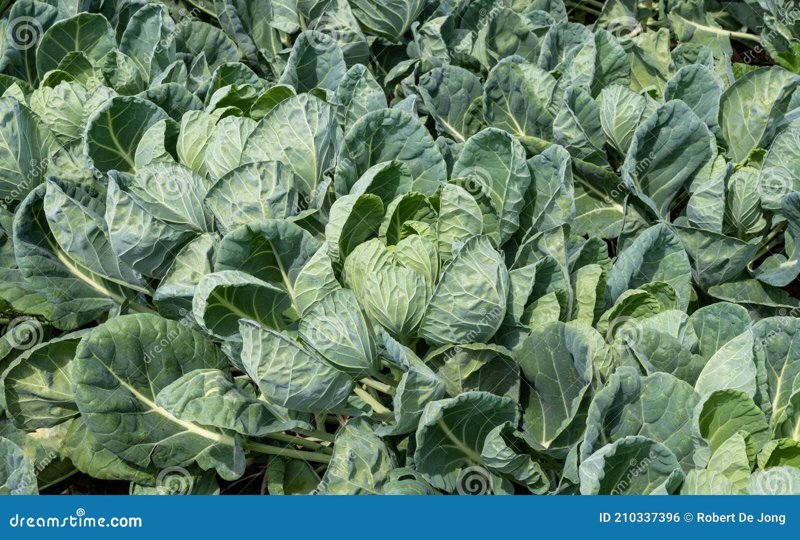 Agricultura Com Repolho Branco Foto de Stock - Imagem de folhagem ...