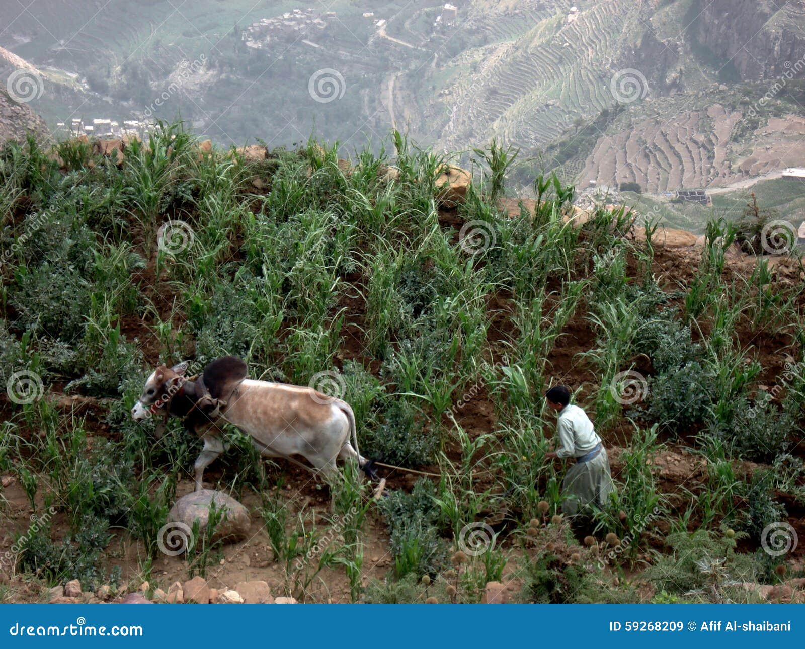 Agricultura tradicional imagen de archivo editorial. Imagen de turismo ...