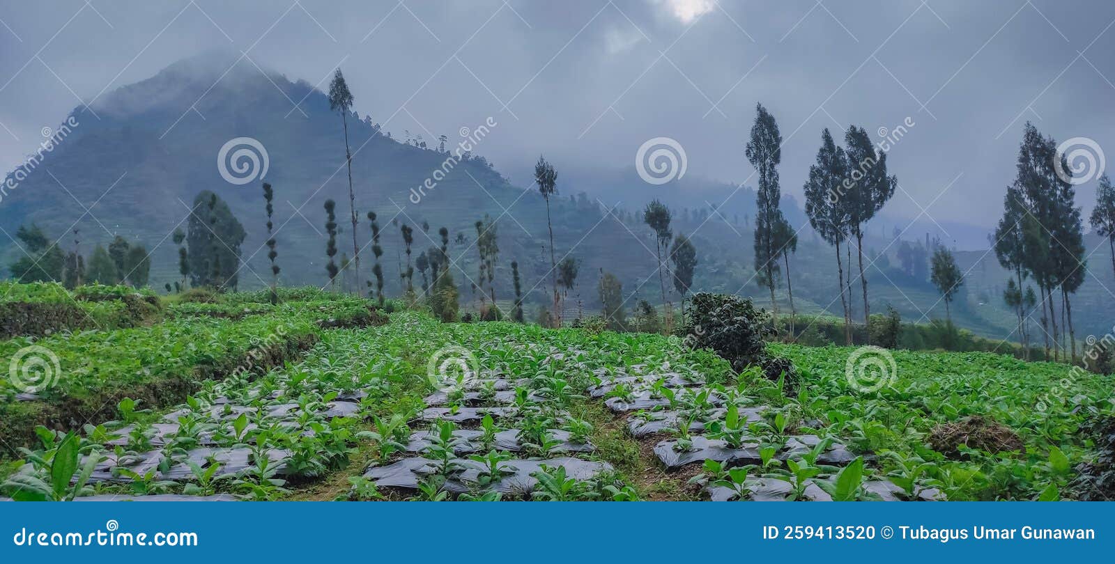 A Agricultura Tradicional Da Java Oriental Foto de Stock - Imagem de ...