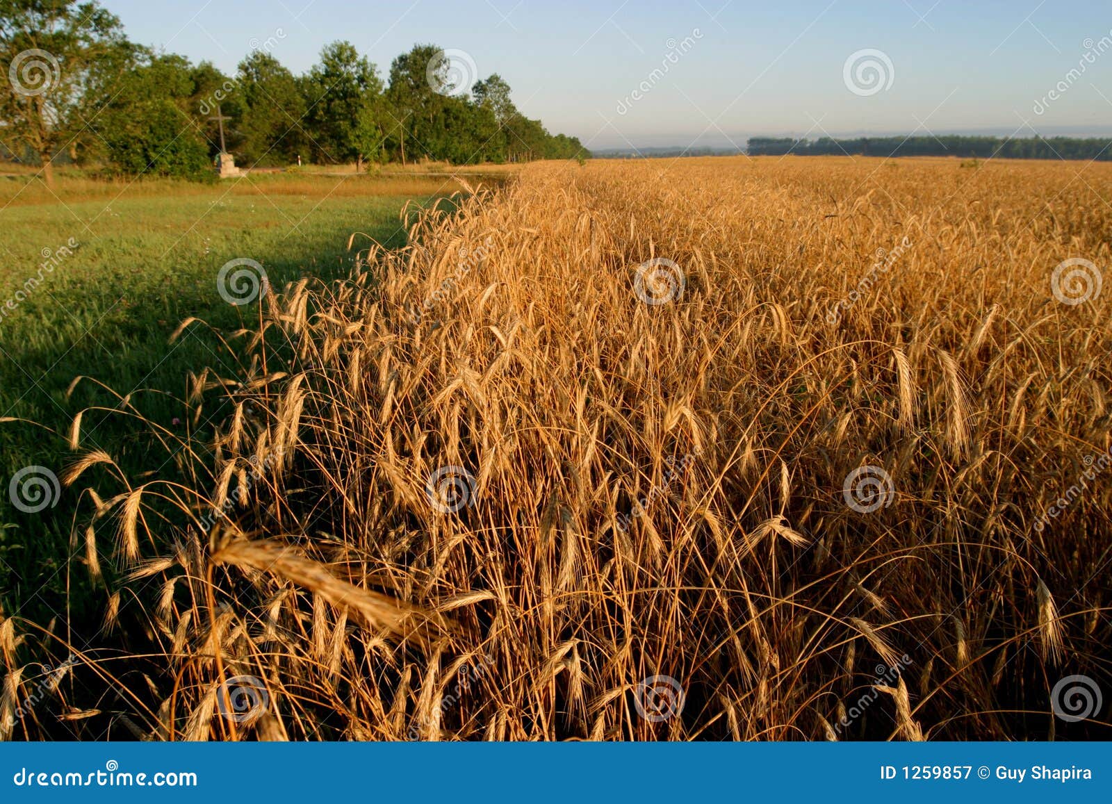 Agricultural autumn field stock image. Image of farming - 1259857