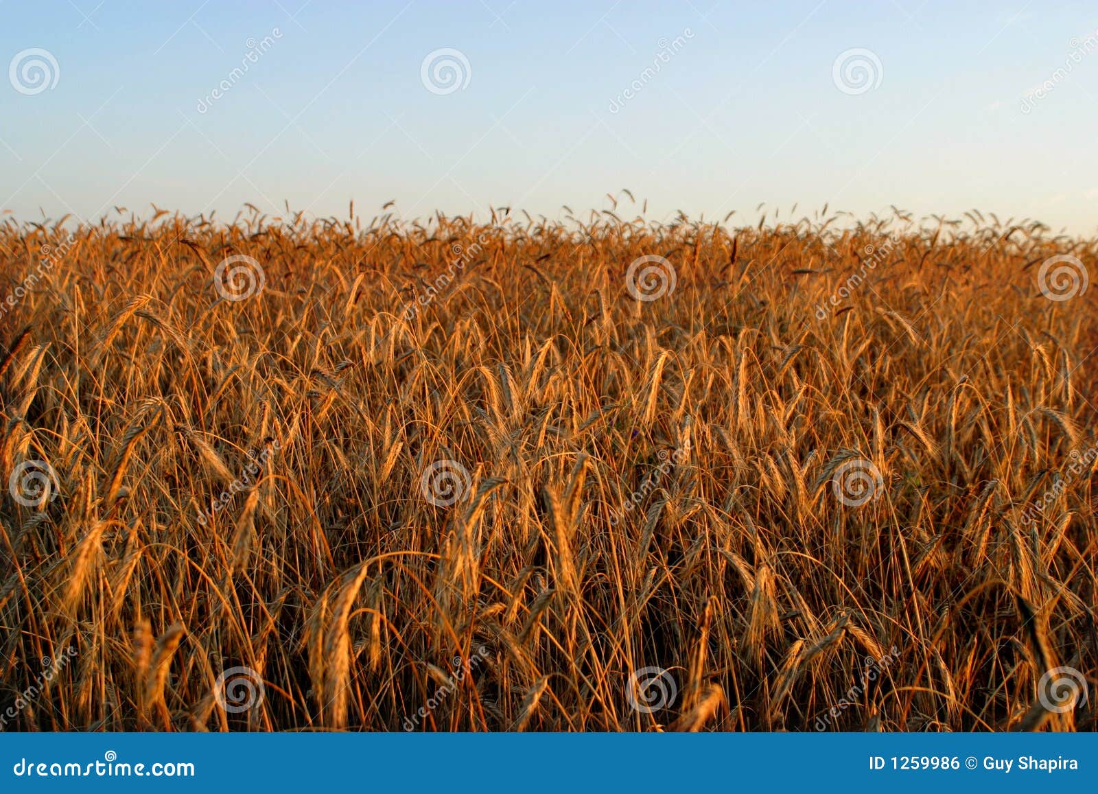 Agricultural autumn field stock photo. Image of gradient - 1259986