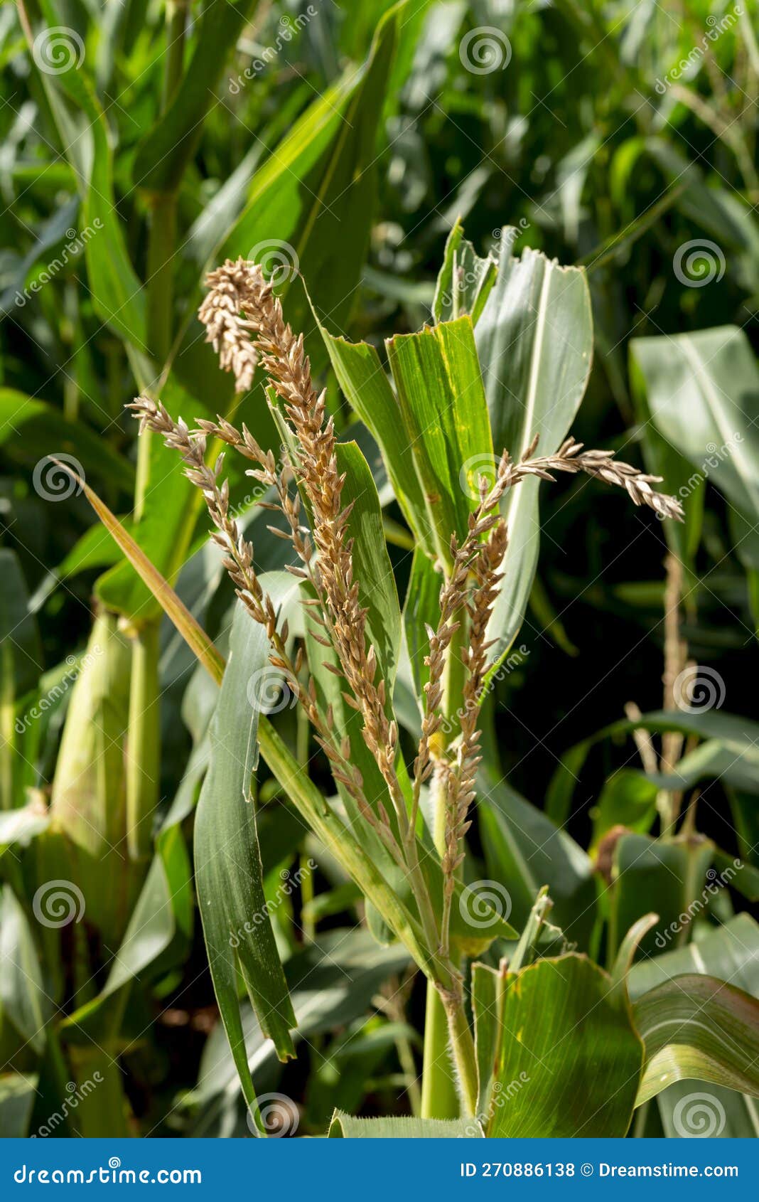 Agricultural, Close Up of Corn Plantation in Flowering Phase Stock ...