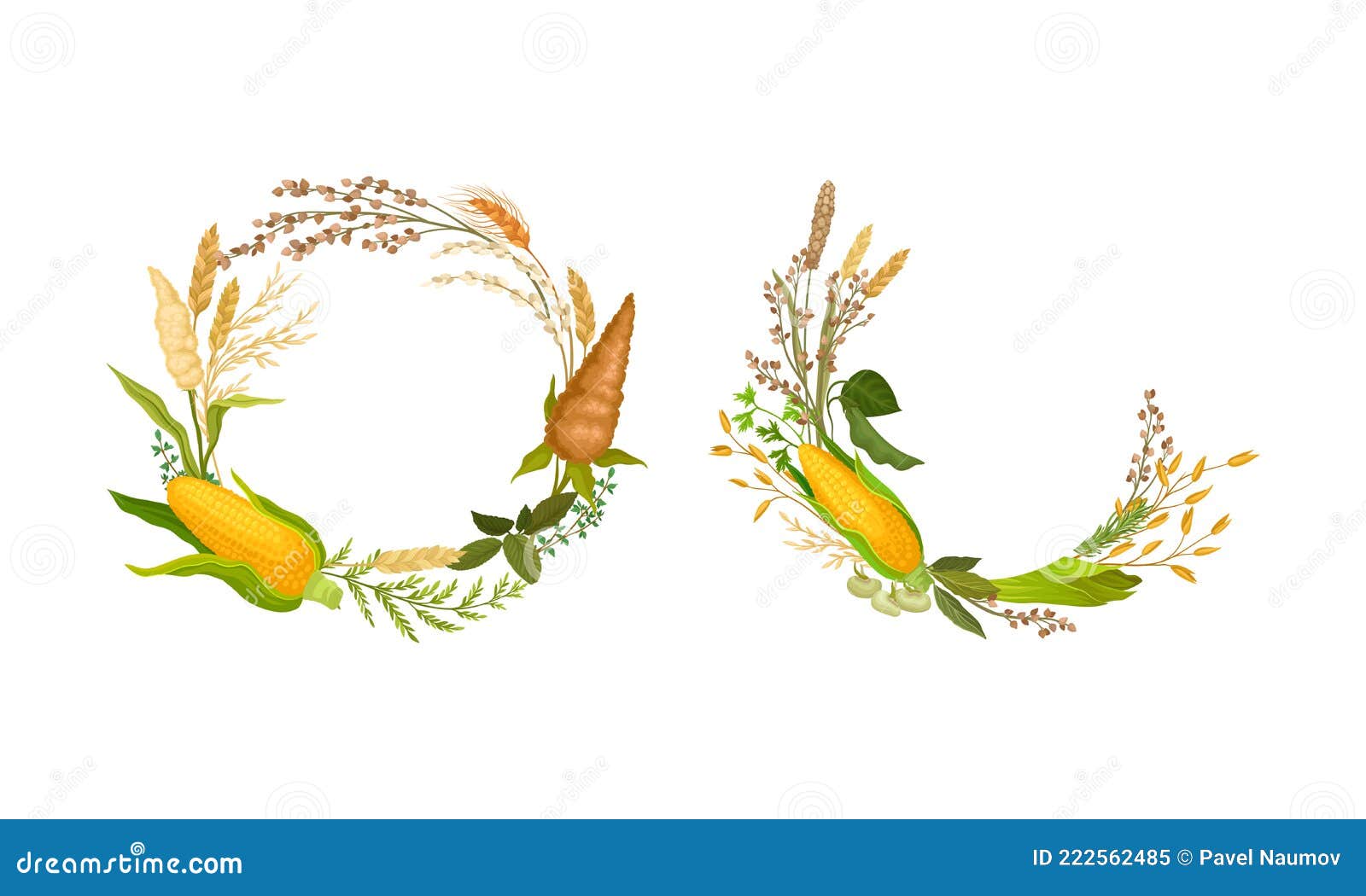 Agricultural Composition With Different Spikelet And Grain Crop Like ...
