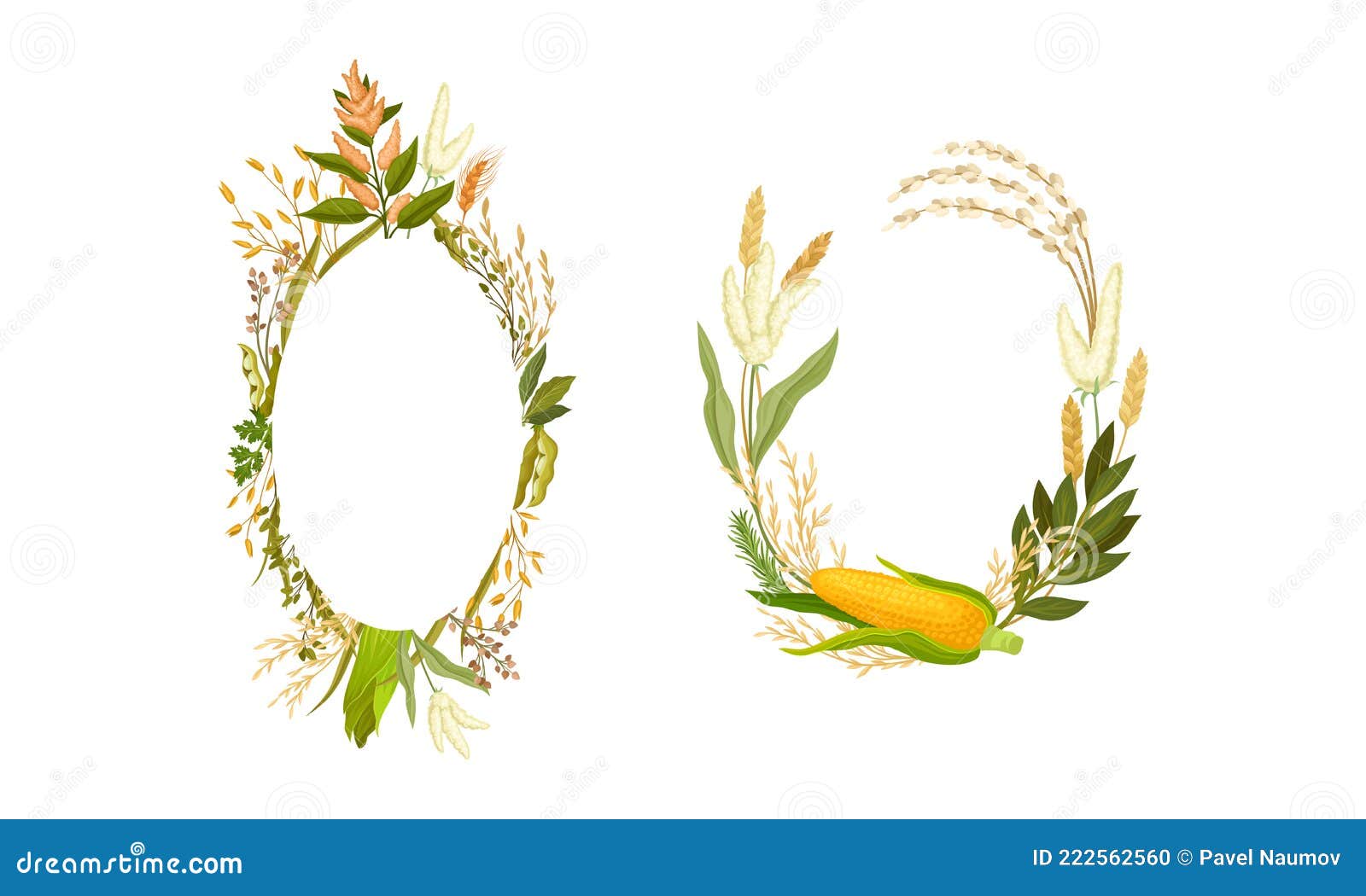 Agricultural Composition with Different Spikelet and Grain Crop Like ...