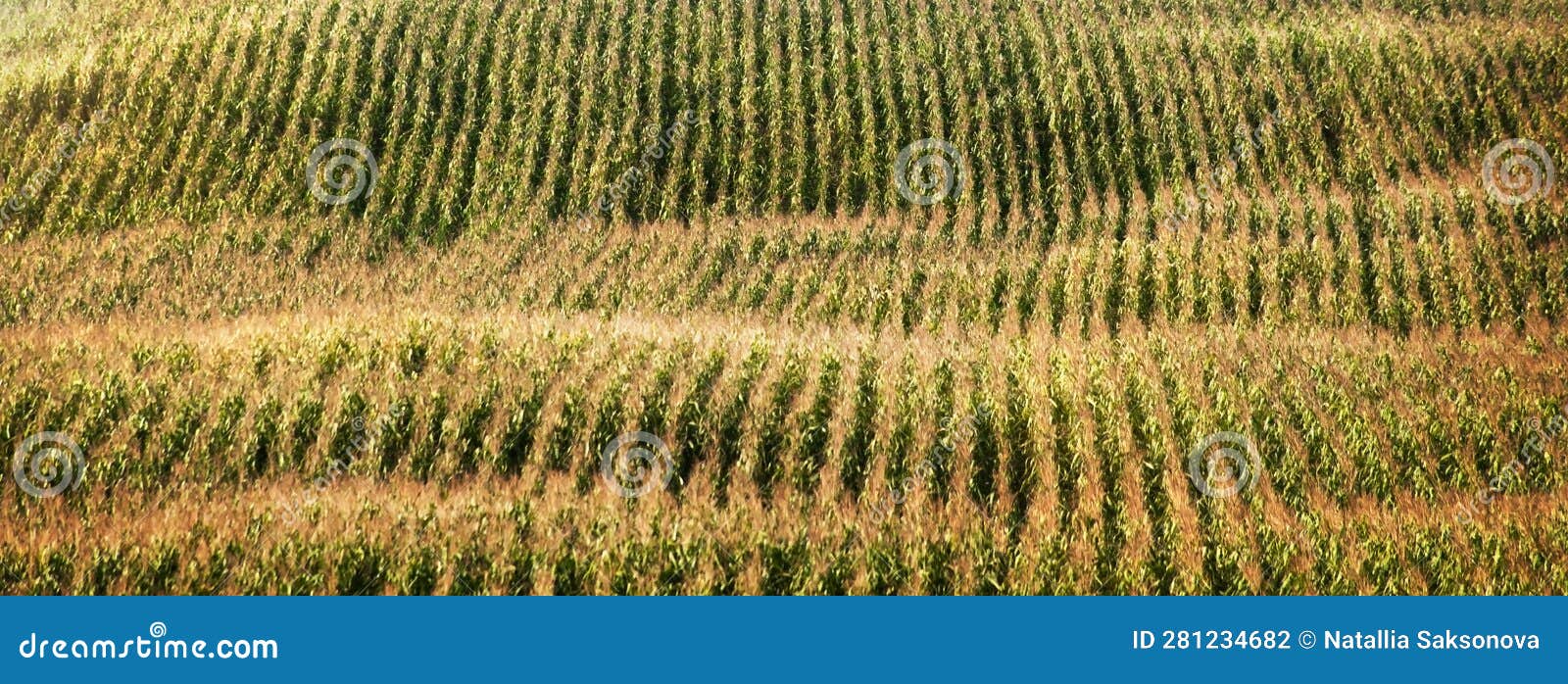 Agricultural Corn Field Extending To the Horizon. Stock Photo - Image ...