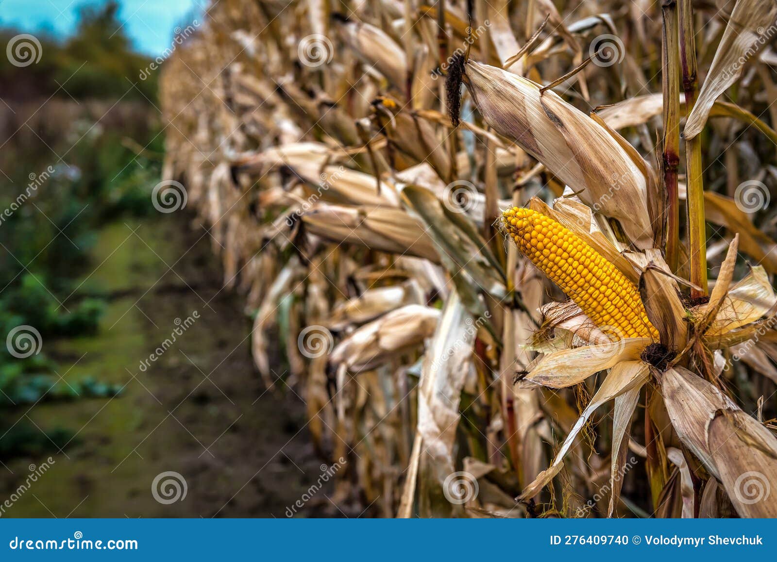 Agricultural Corn Field with Ripe Corn Cobs Stock Photo - Image of ...