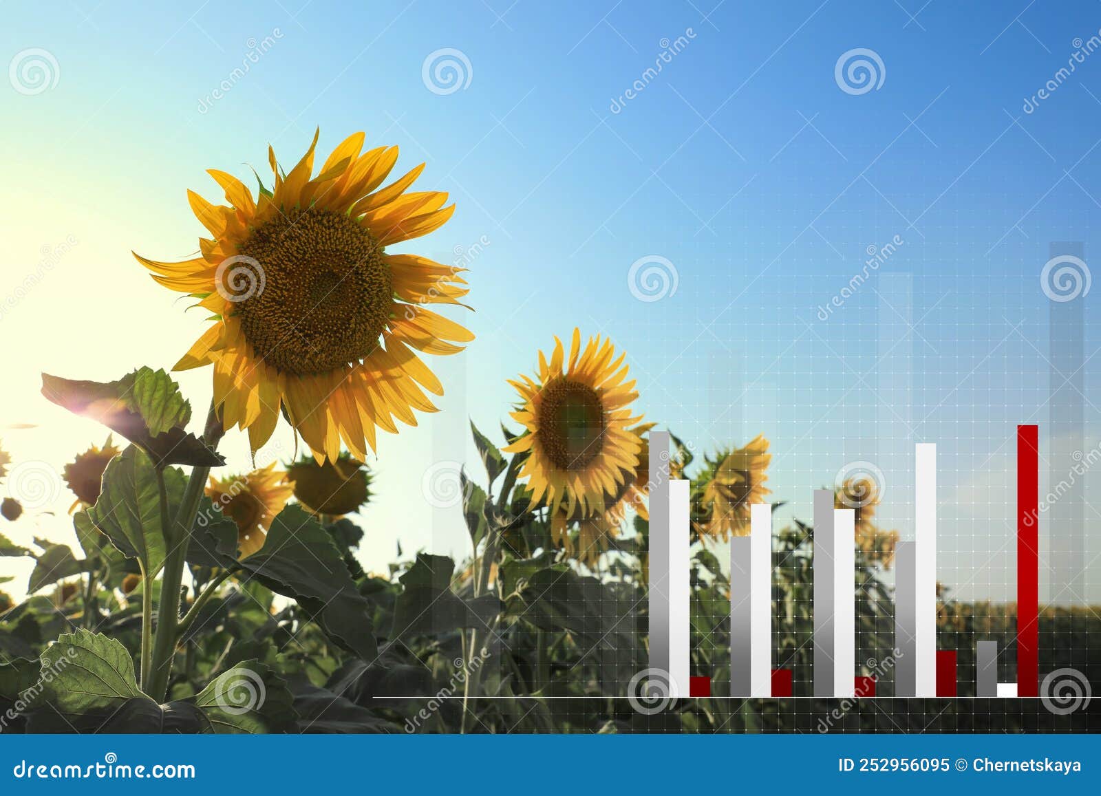 Sunflower Graph Stock Photos - Free & Royalty-Free Stock Photos from ...