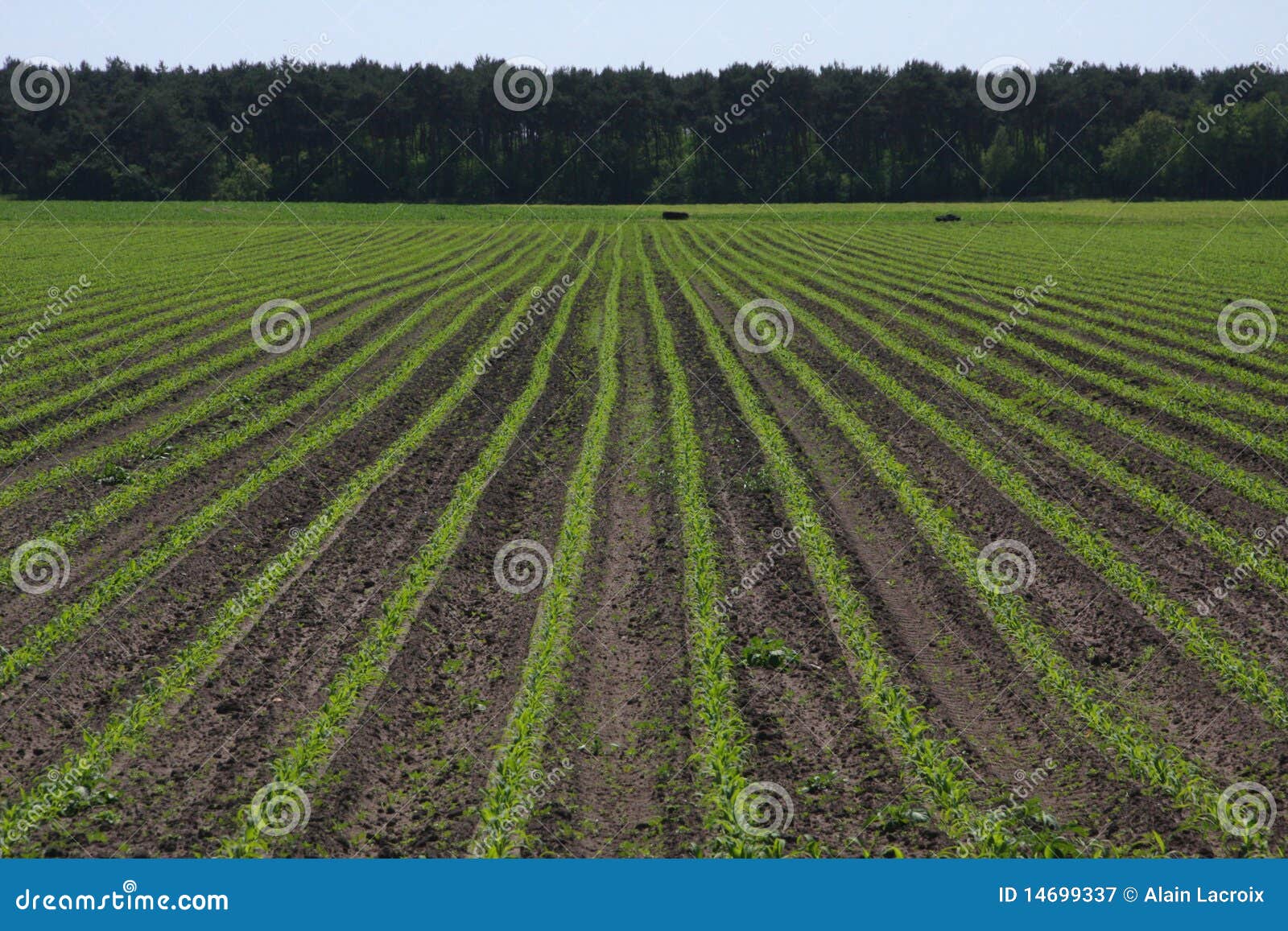 Agricultural crops stock image. Image of crop, landscape - 14699337
